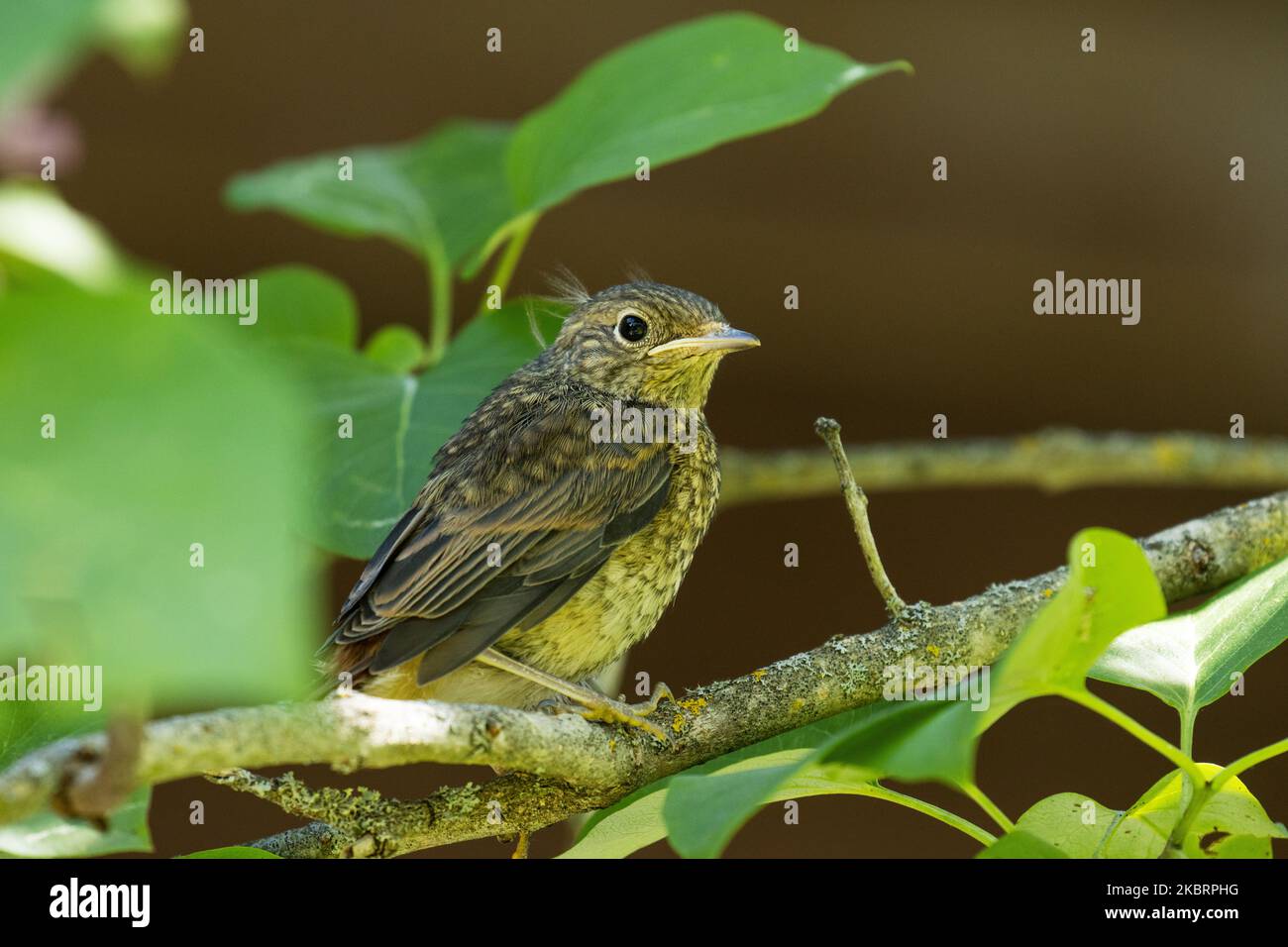 Juvenile Common redstart, Phoenicurus phoenicurus perched in a bush in ...