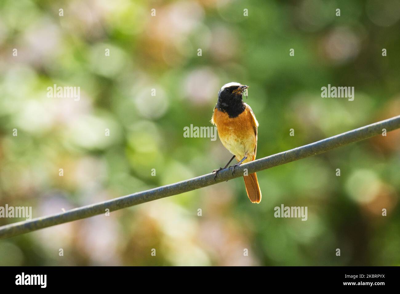 Male Common redstart, Phoenicurus phoenicurus perched on an electric ...