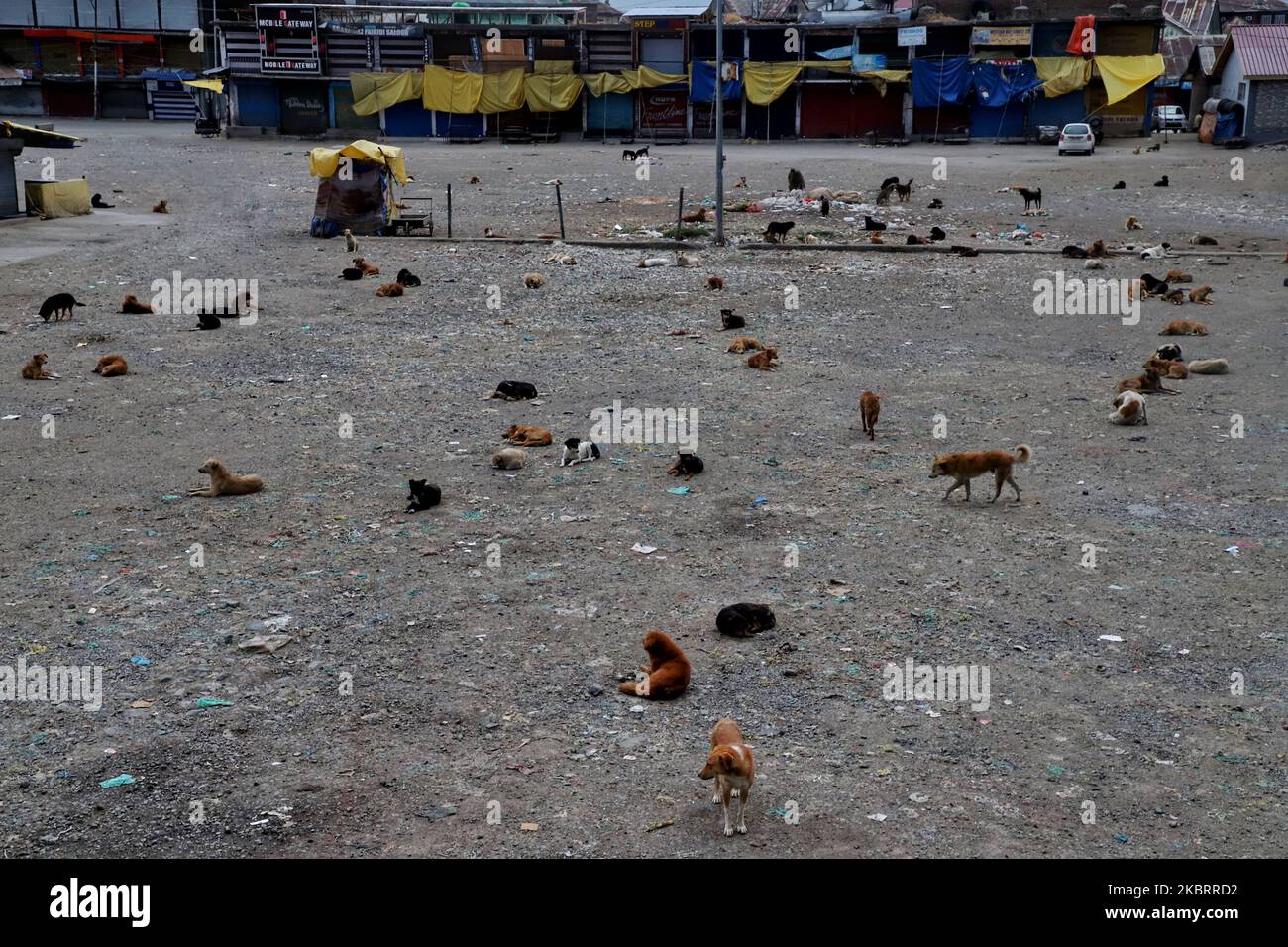 Stray dogs are seen inside a bus stand in Sopore town of District ...