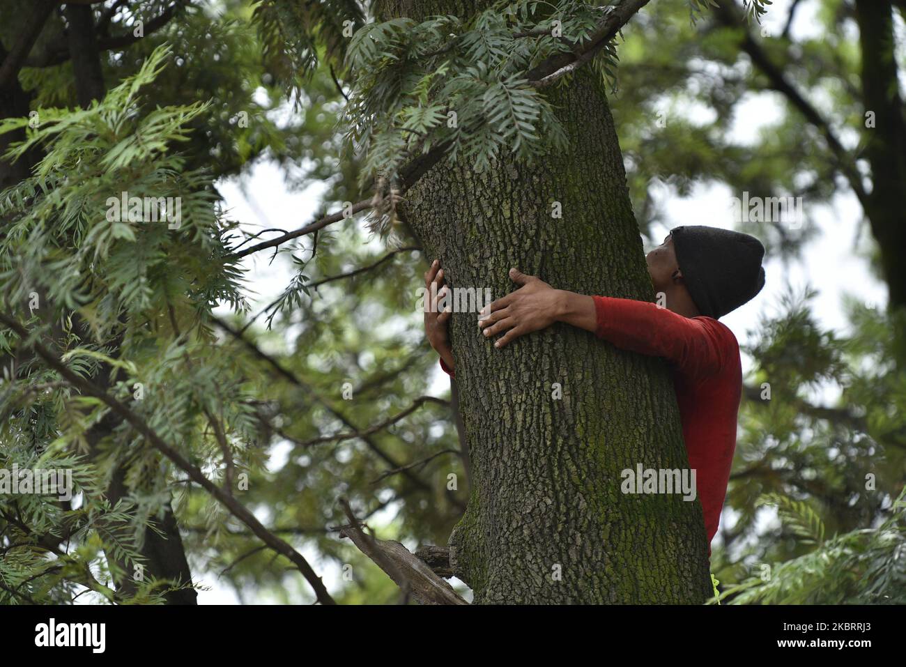 Nepal forest workers hi-res stock photography and images - Alamy