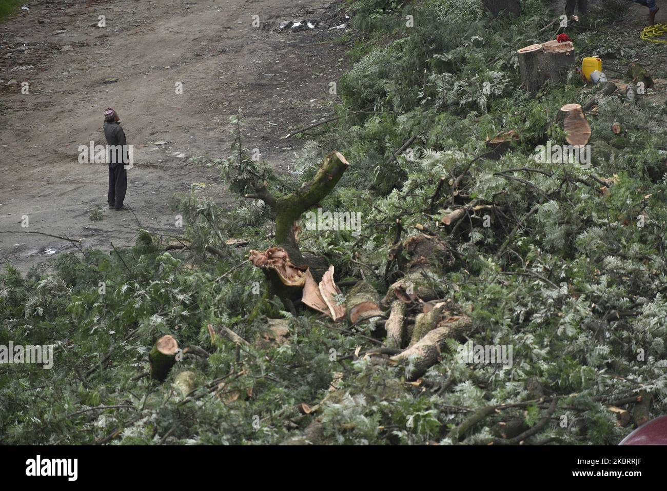 391 trees hi-res stock photography and images - Alamy