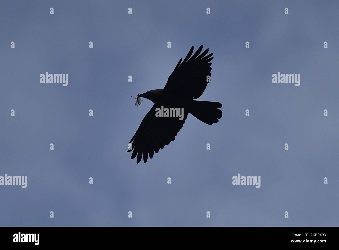 A crow catches a locust in Kirtipur, Kathmandu, Nepal on Tuesday, June ...