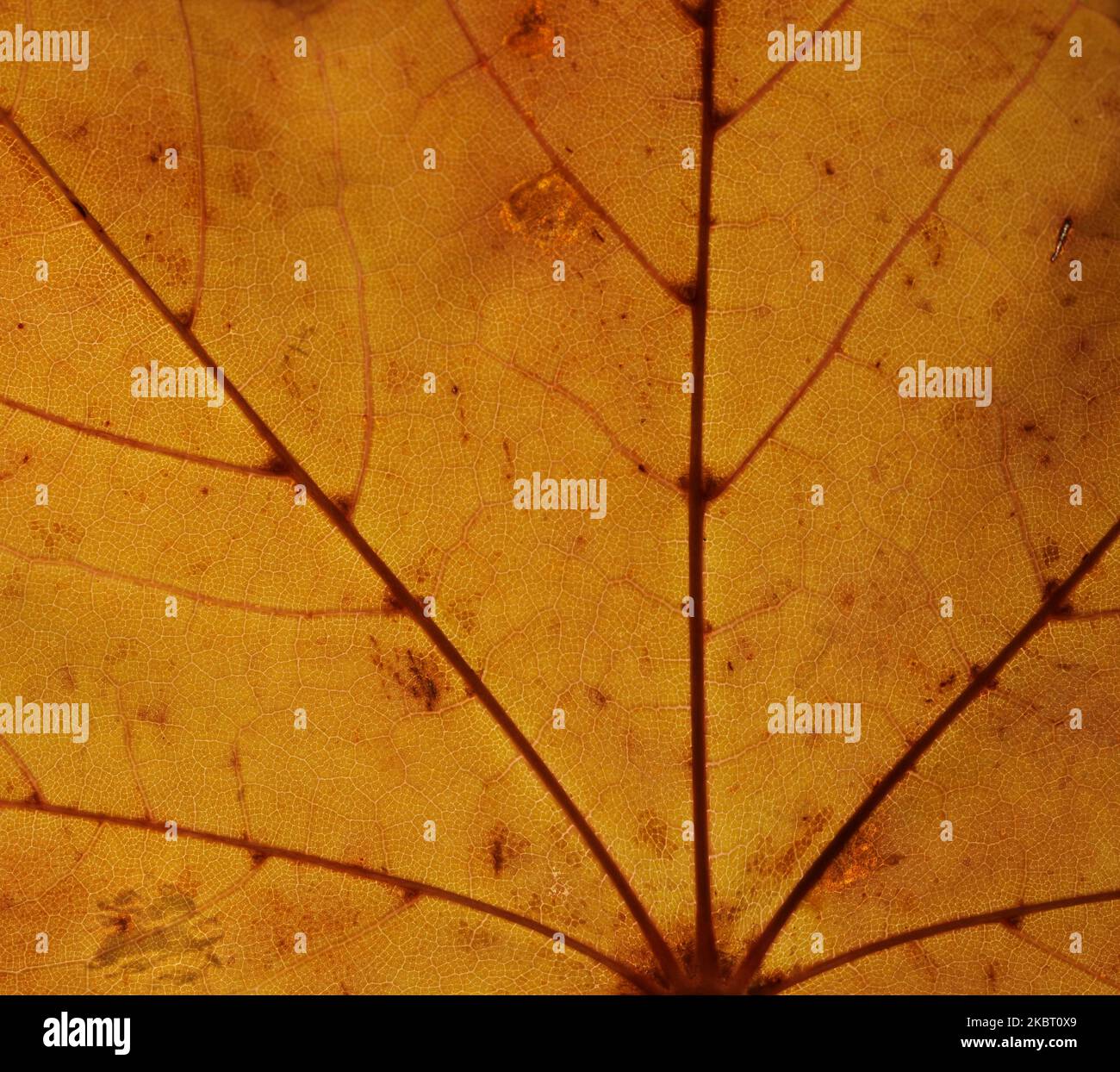 Autumn leaves brown orange colour close up Stock Photo - Alamy