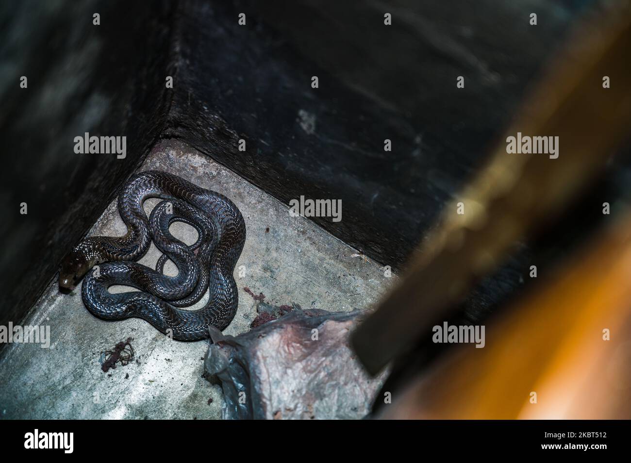 A highly venomous snake Indian cobra (Naja naja) also known as the ...