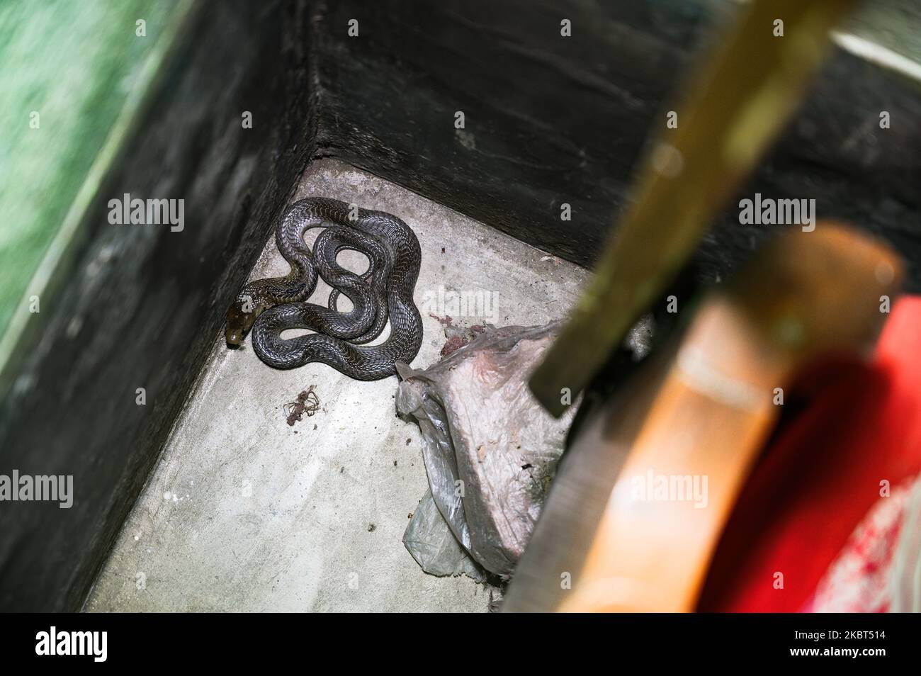 Bite deaths cases hi-res stock photography and images - Alamy