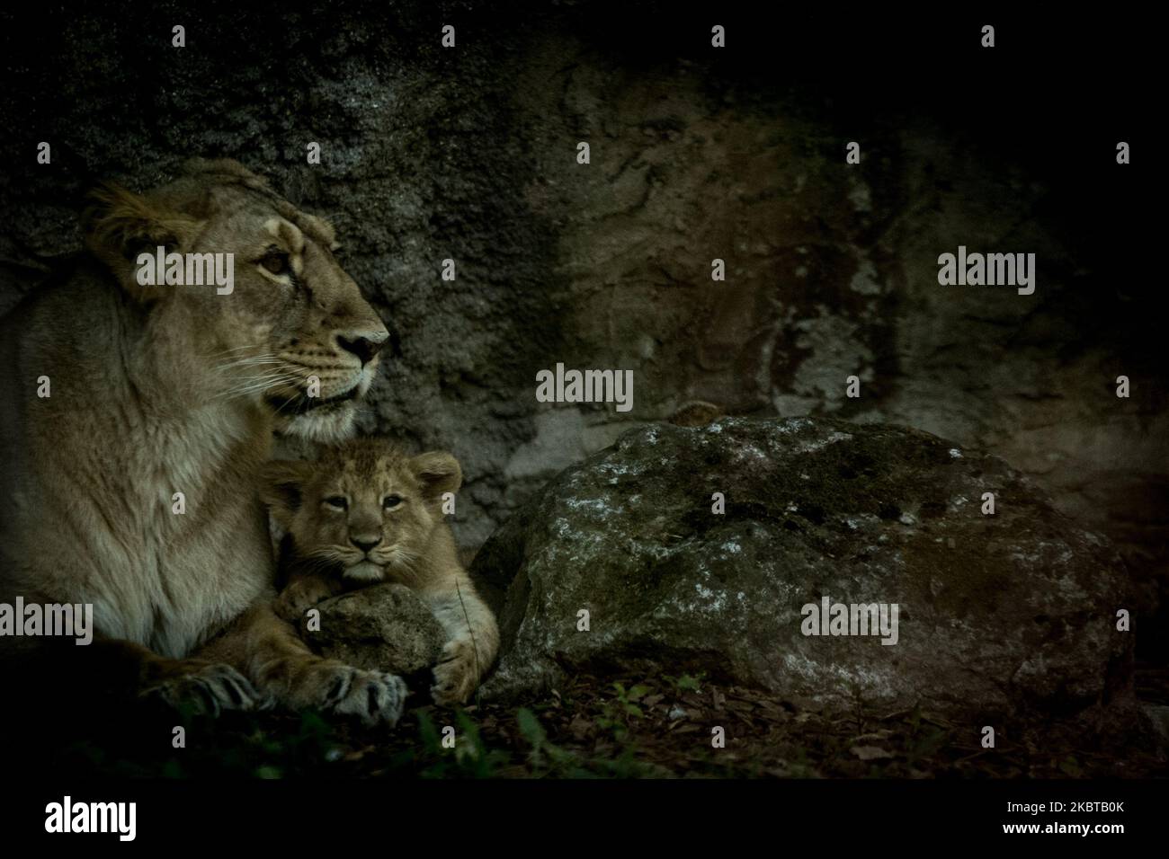 Romes bioparco zoo hi-res stock photography and images - Alamy