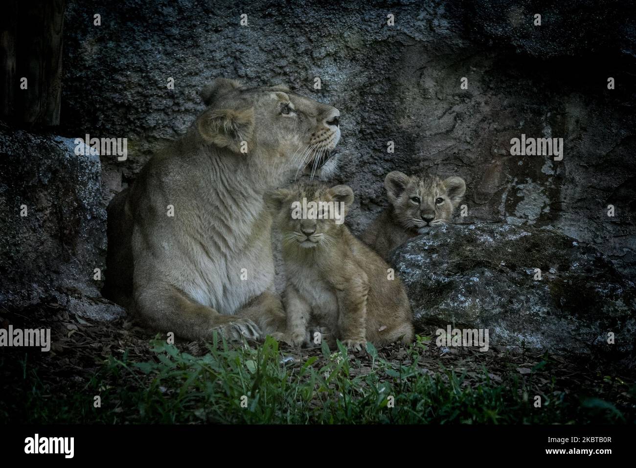 Two Asiatic lion (Panthera leo persica) female cubs born on April 29 ...