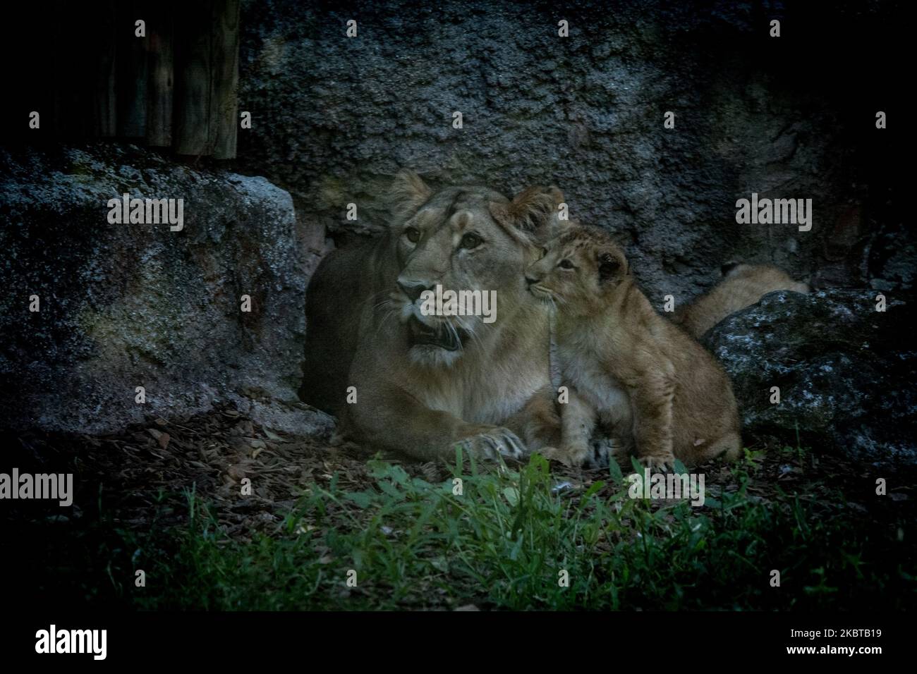 Romes bioparco zoo hi-res stock photography and images - Alamy