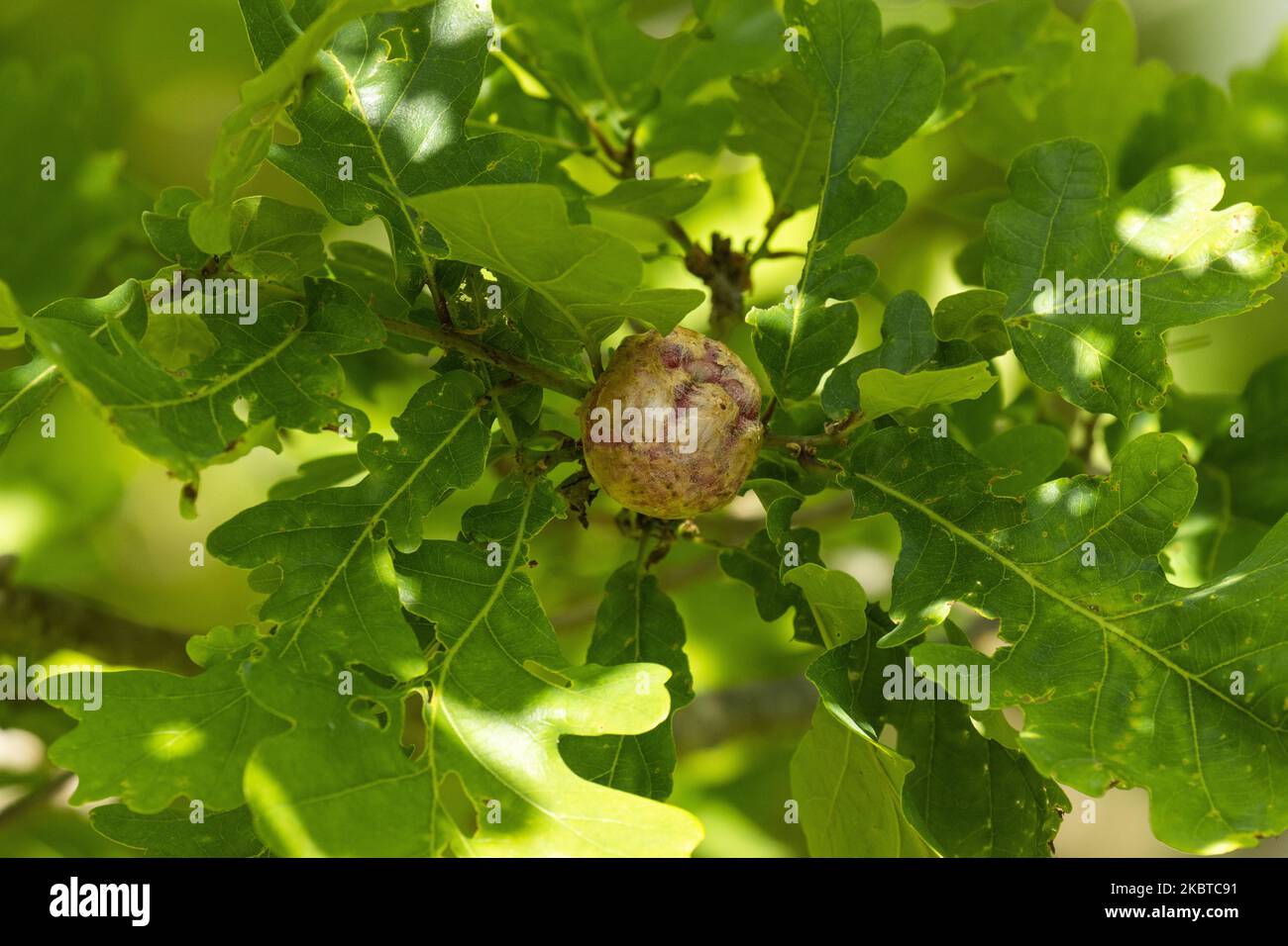 Oak galls hi-res stock photography and images - Alamy