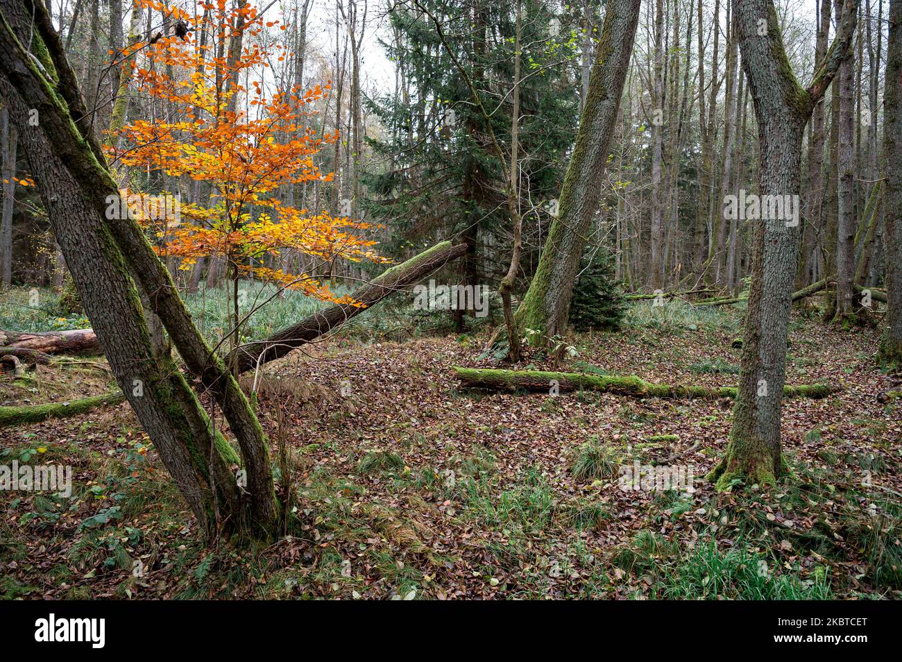 Nuremberg, Germany. 04th Nov, 2022. The Reichswald in autumn. Minister ...