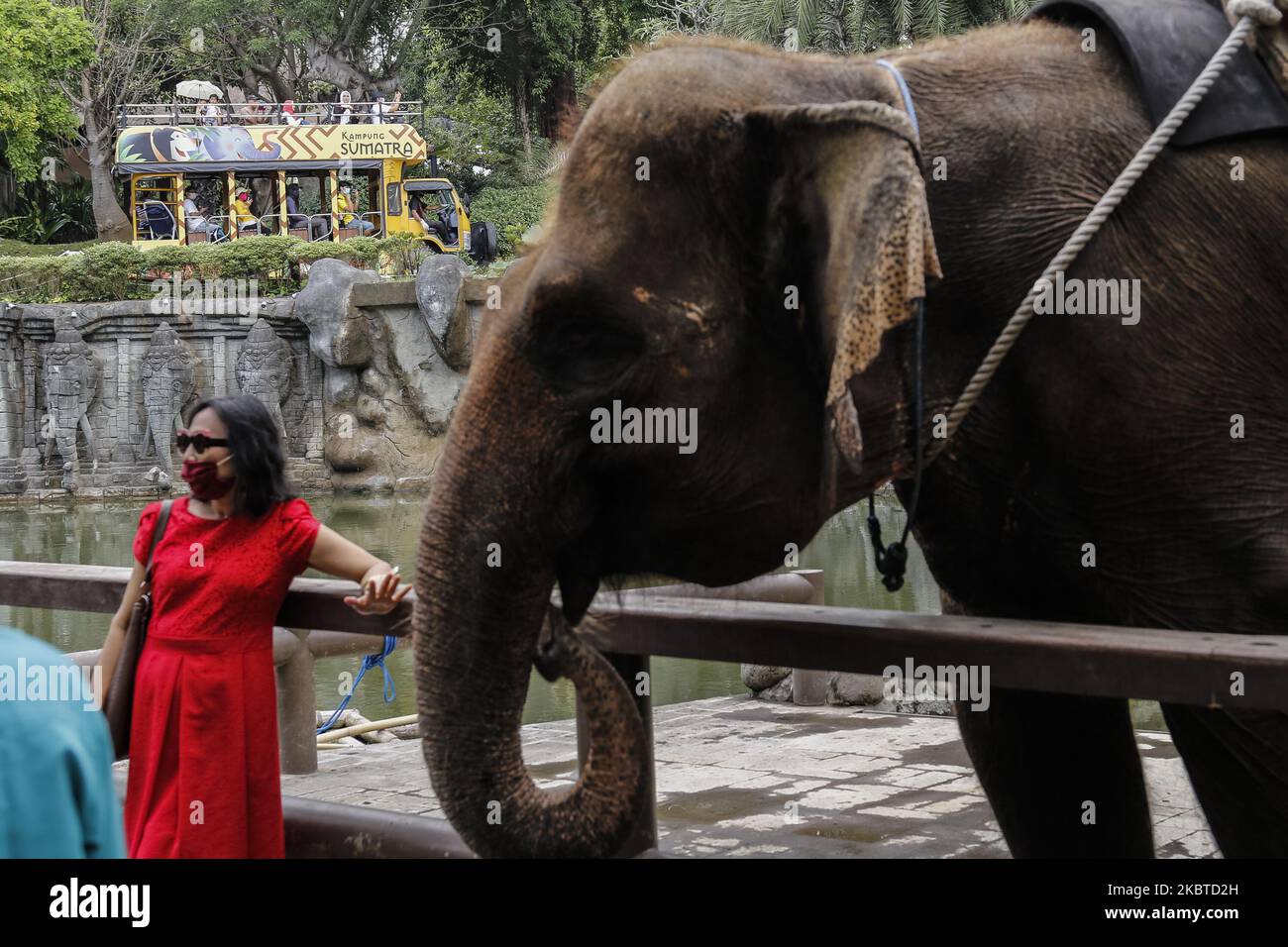 Elephant Girl Disease