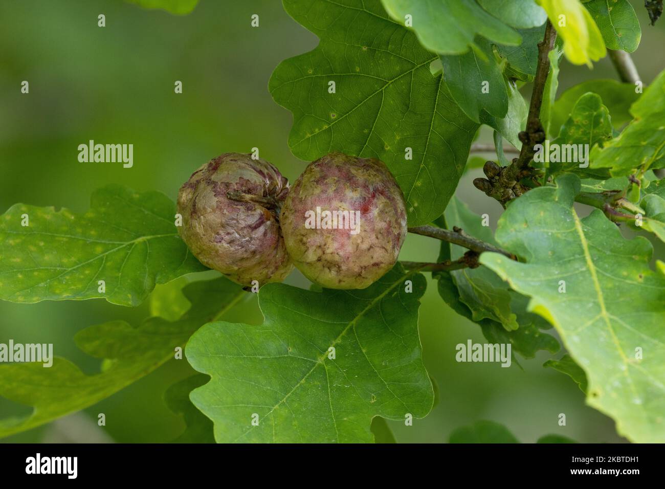 Close-up of large Galls on Common oak leaves created by gall wasp ...