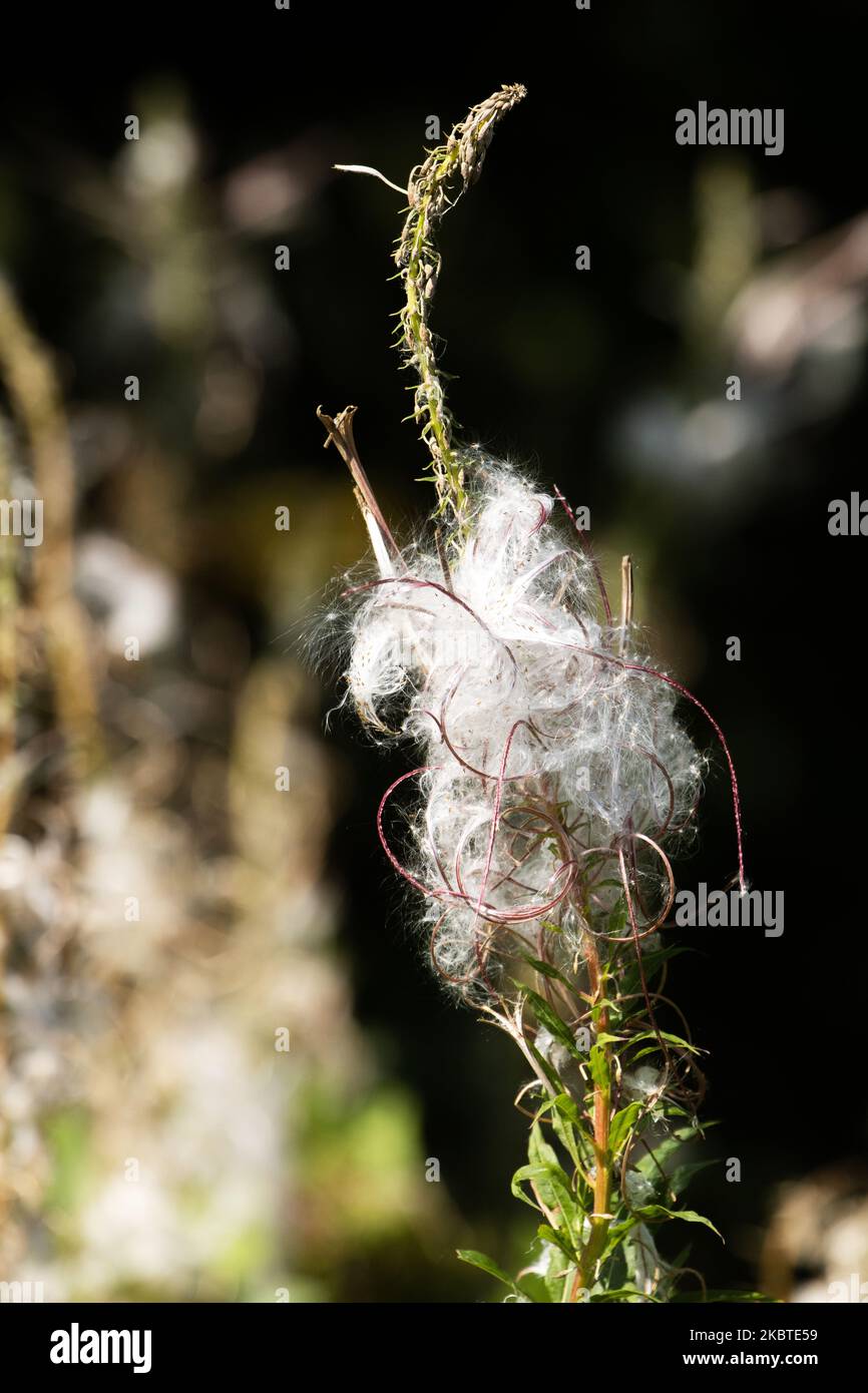 Fireweed white and wispy seeds after flowering. Shot on a late summer ...