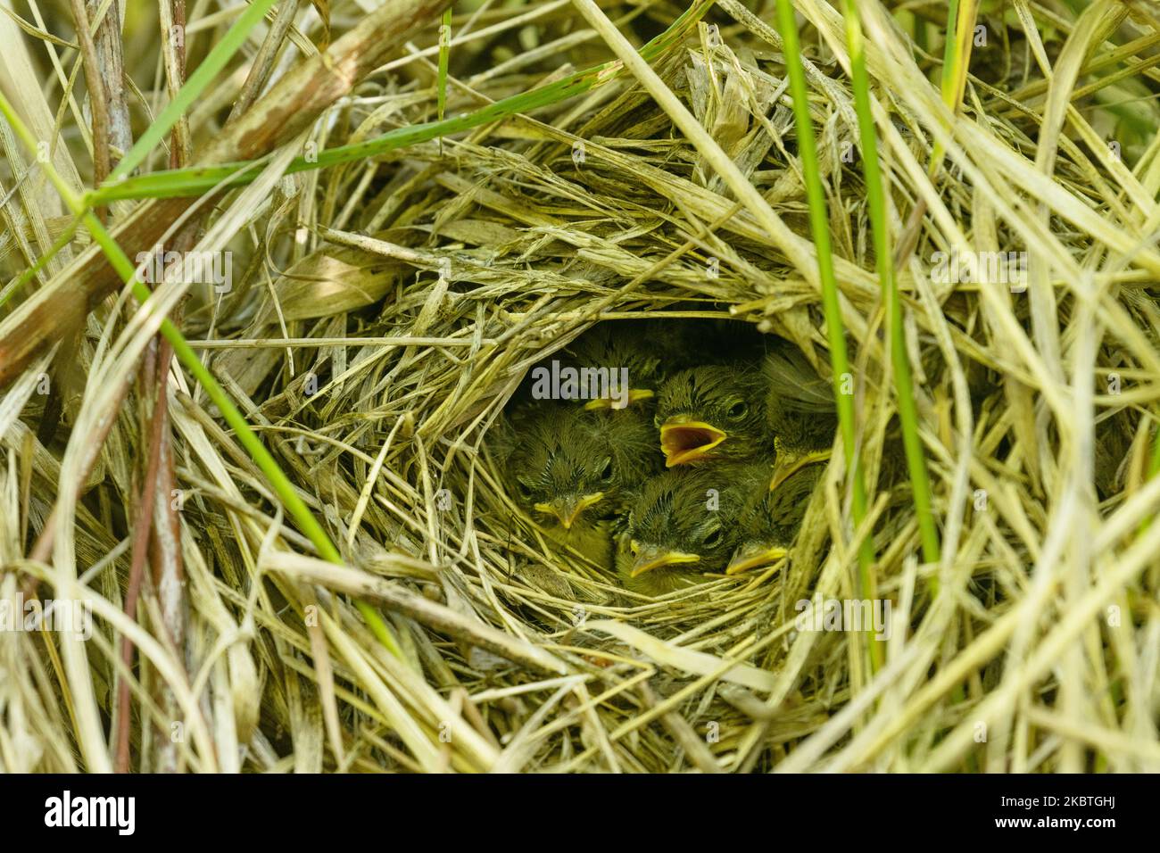 Juvenile bird in nest hi-res stock photography and images - Alamy