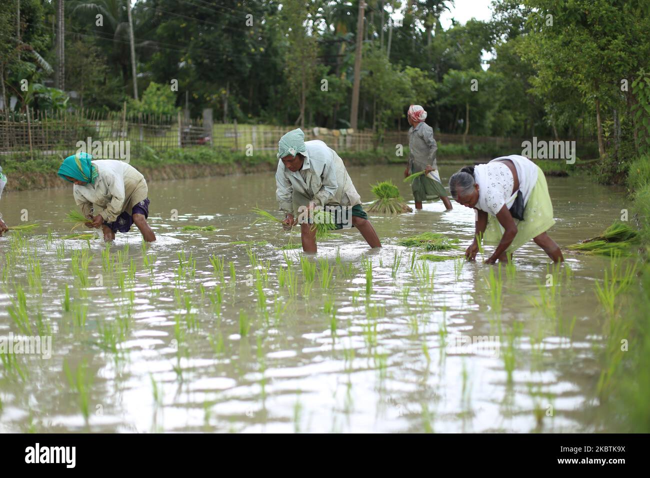 Women planting paddy under lockdown in Assam, India on 12th July, 2020 ...