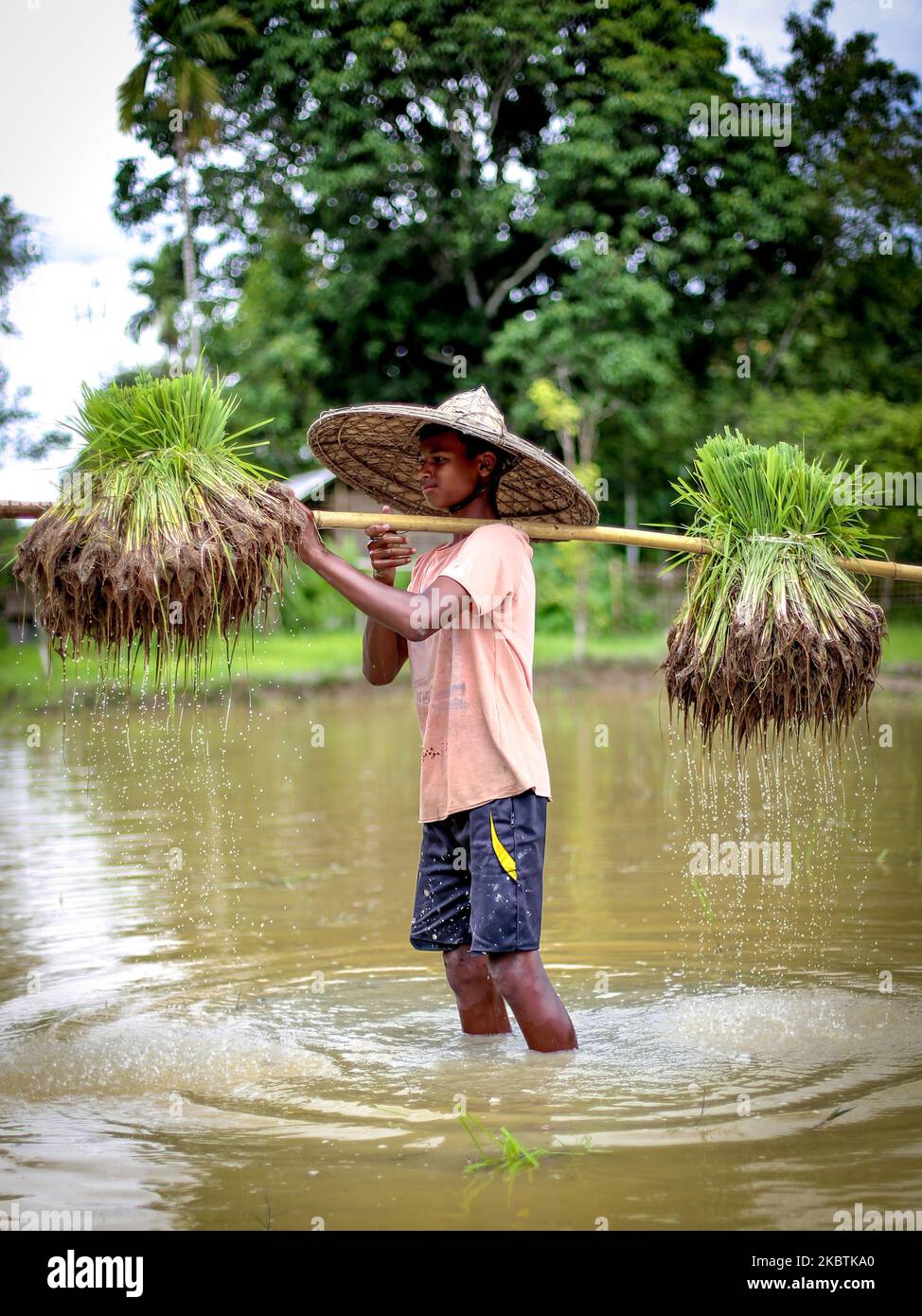 Farmers at work during lockdown in Assam, India, on July 12, 2020. As ...