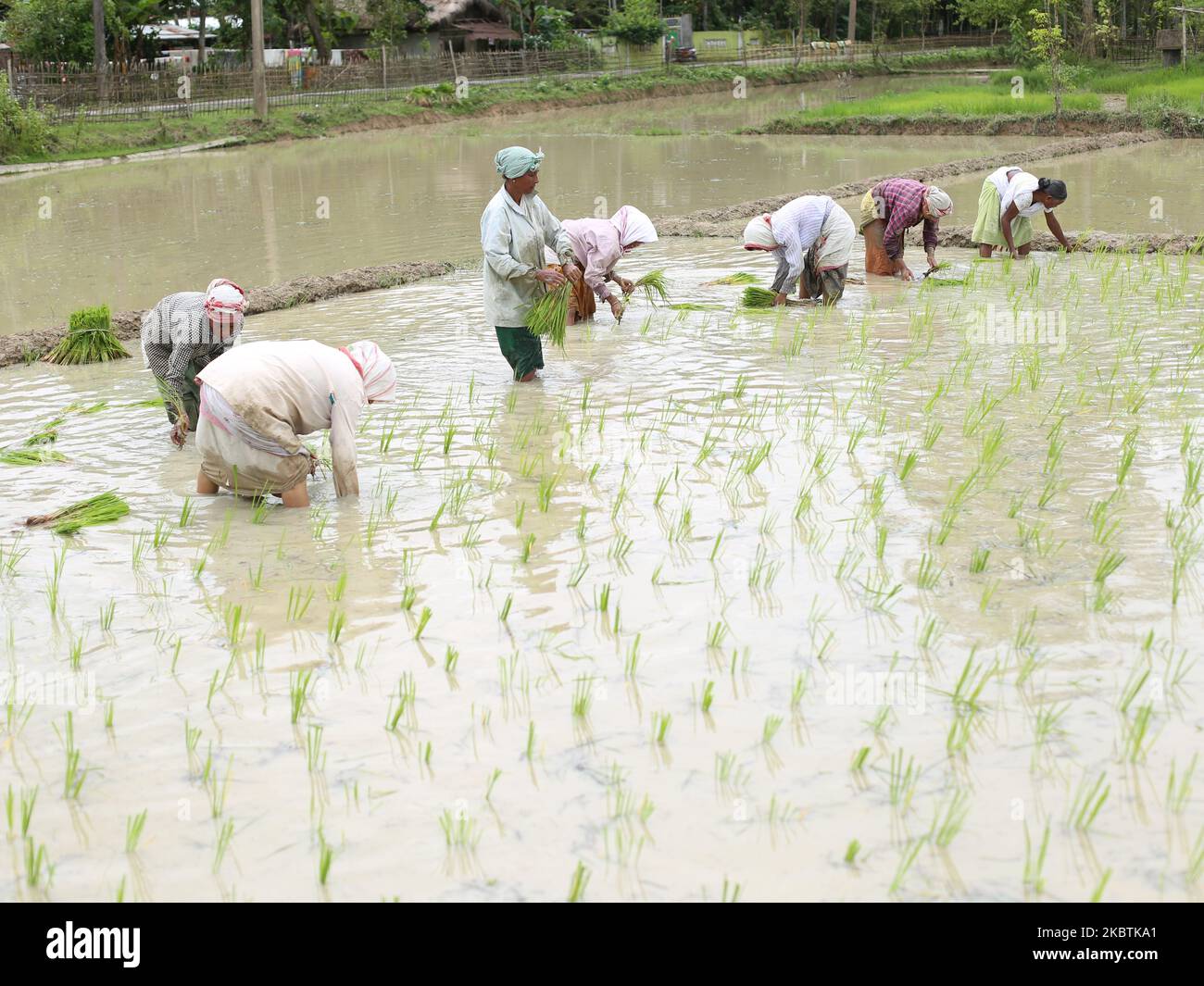 Farmers at work under lockdow 6.0 in Assam, India, on 11th July, 2020 ...