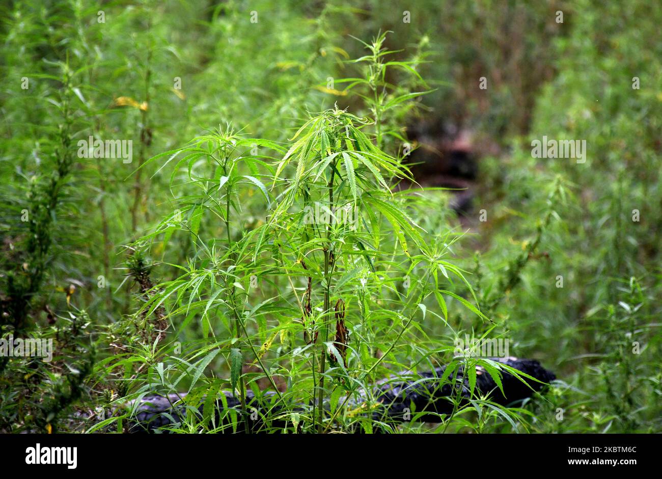 Lamreh village hi-res stock photography and images - Alamy