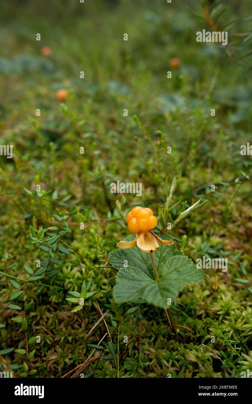 Chamaemorus hi-res stock photography and images - Alamy