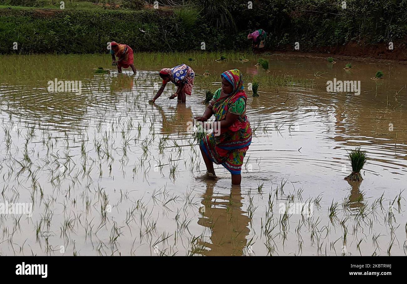 Village farmers are seen at the agricultural paddy field as they ...