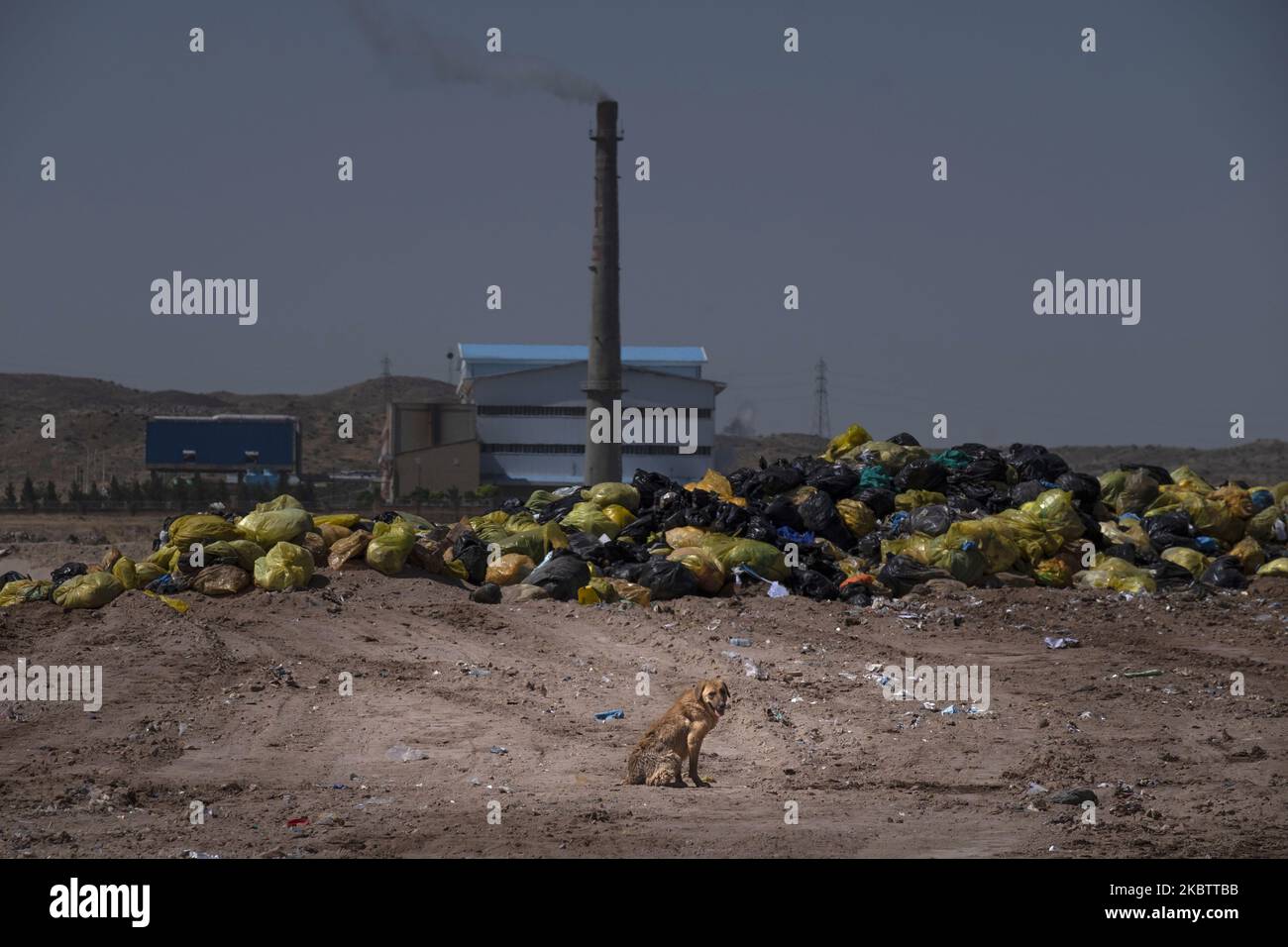A stray dog sits next to infectious wastes in Tehran Garbage Disposal ...