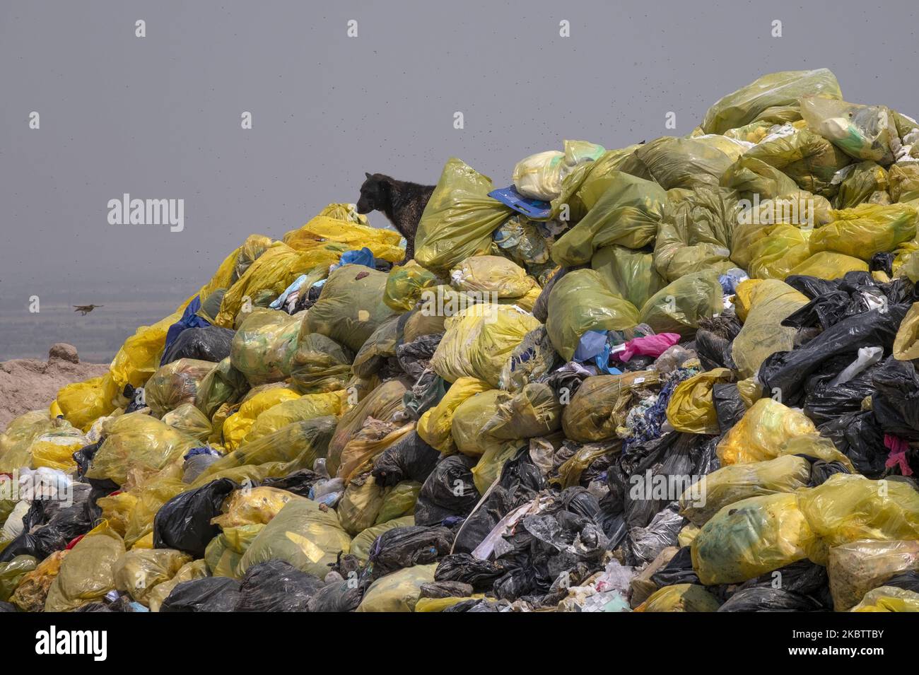 A stray dog stands on infectious wastes in Tehran Garbage Disposal ...