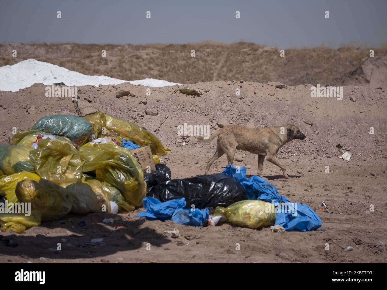 A stray dog walks past infectious wastes in Tehran Garbage Disposal ...