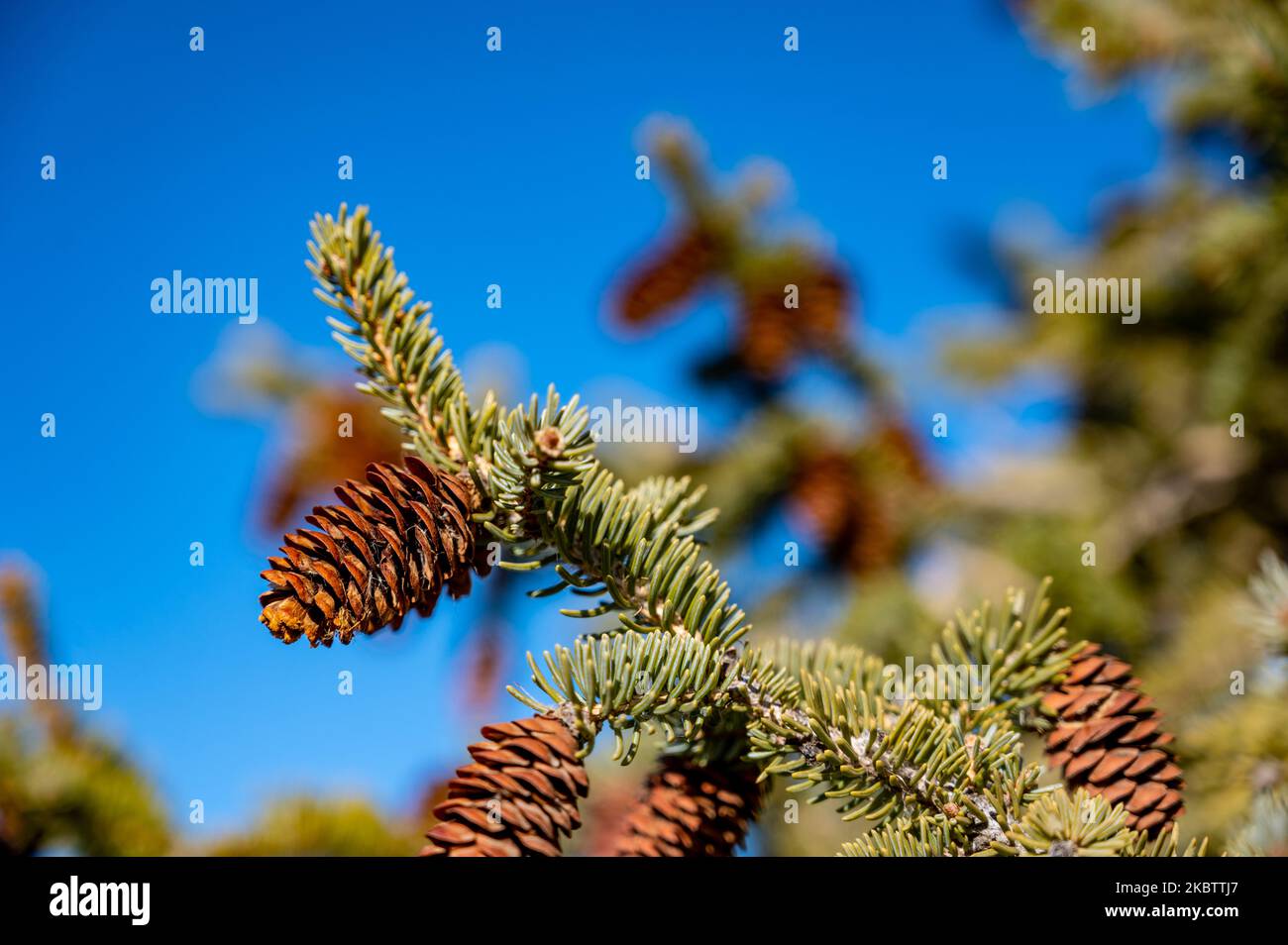 Selective focus on large cluster of pine cones on an evergreen tree ...