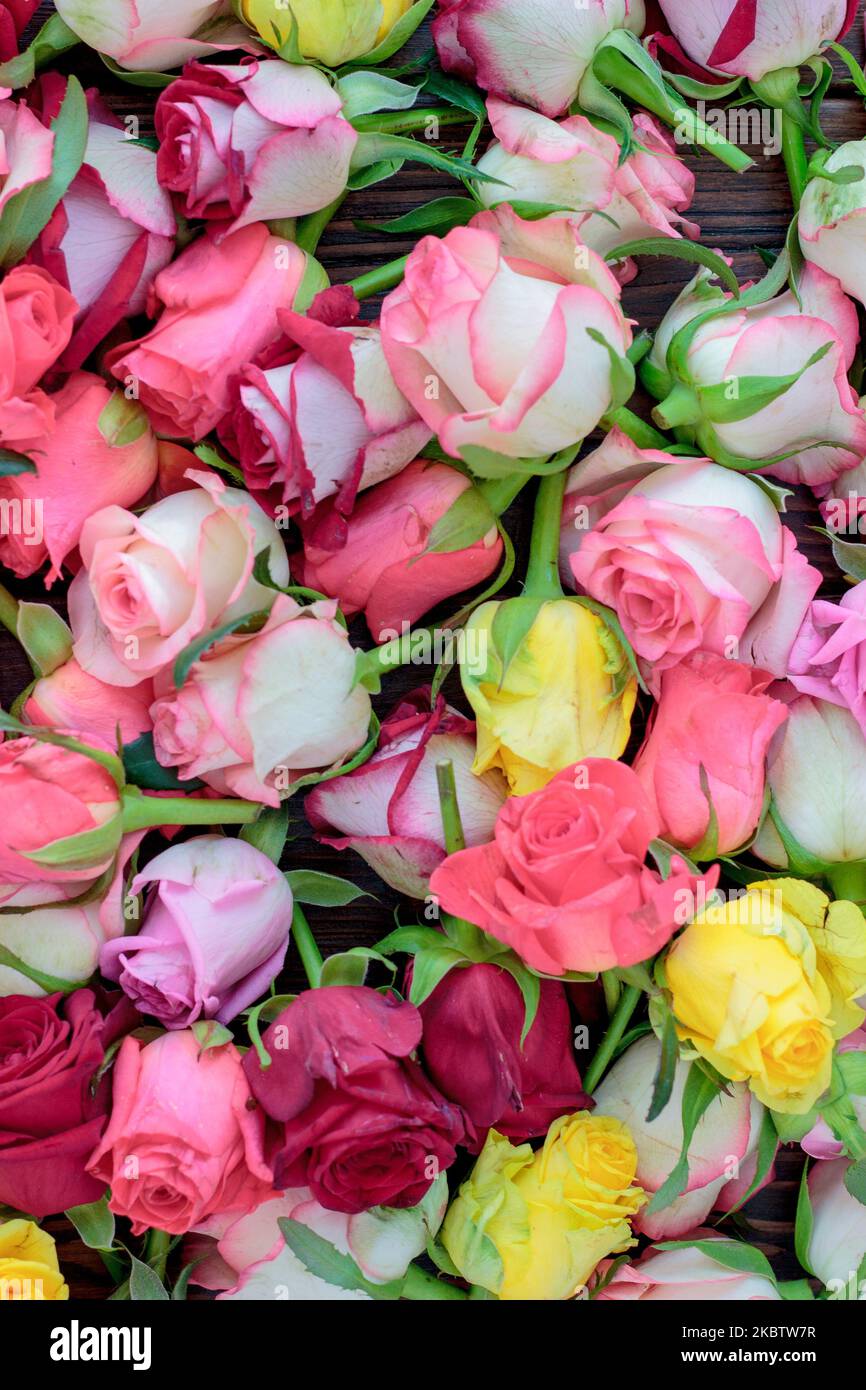 Fresh roses background, a lot vatiety of colors Stock Photo - Alamy