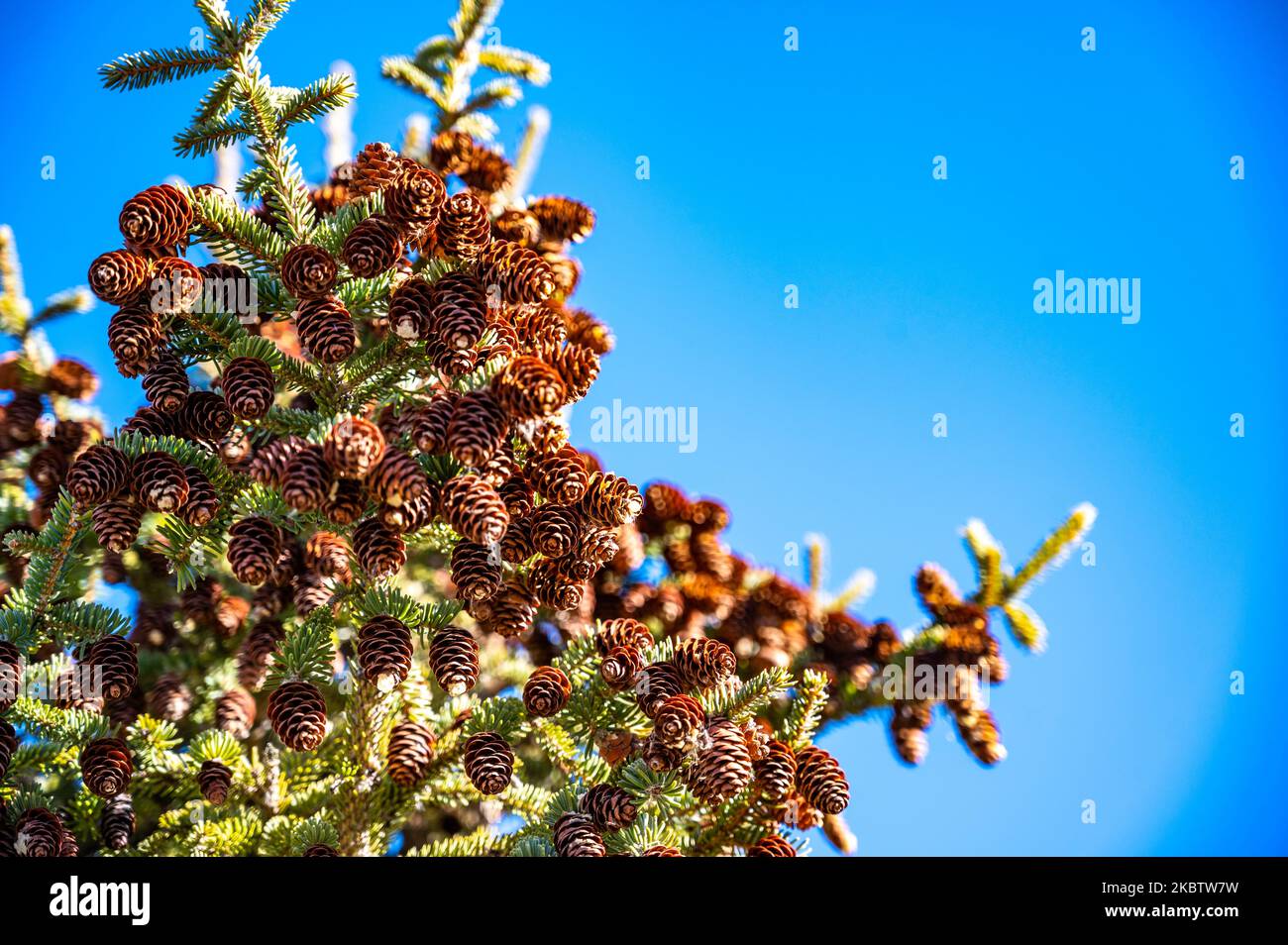 Selective focus on large cluster of pine cones on an evergreen tree ...