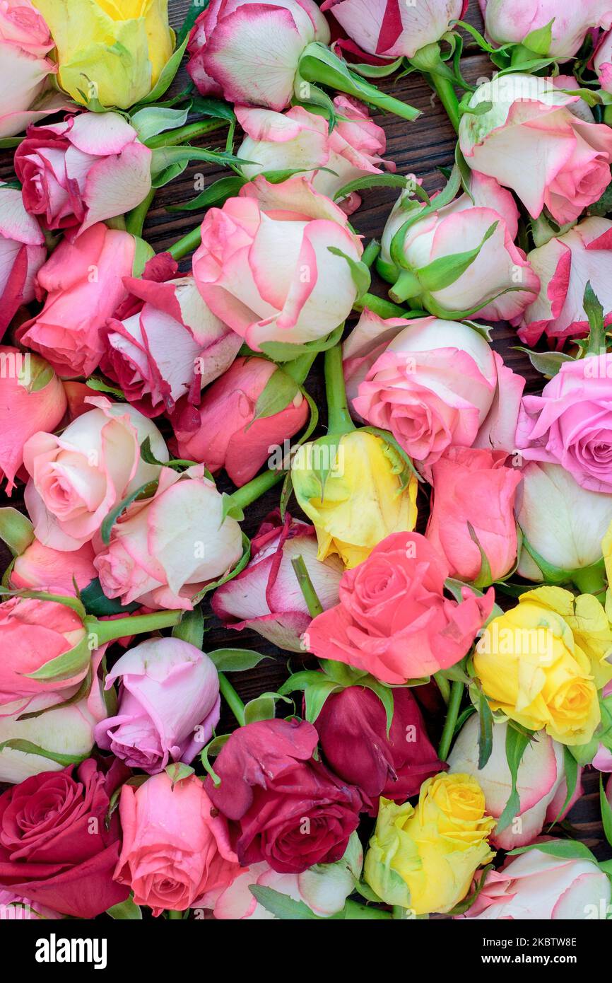 Fresh roses background, a lot vatiety of colors Stock Photo - Alamy
