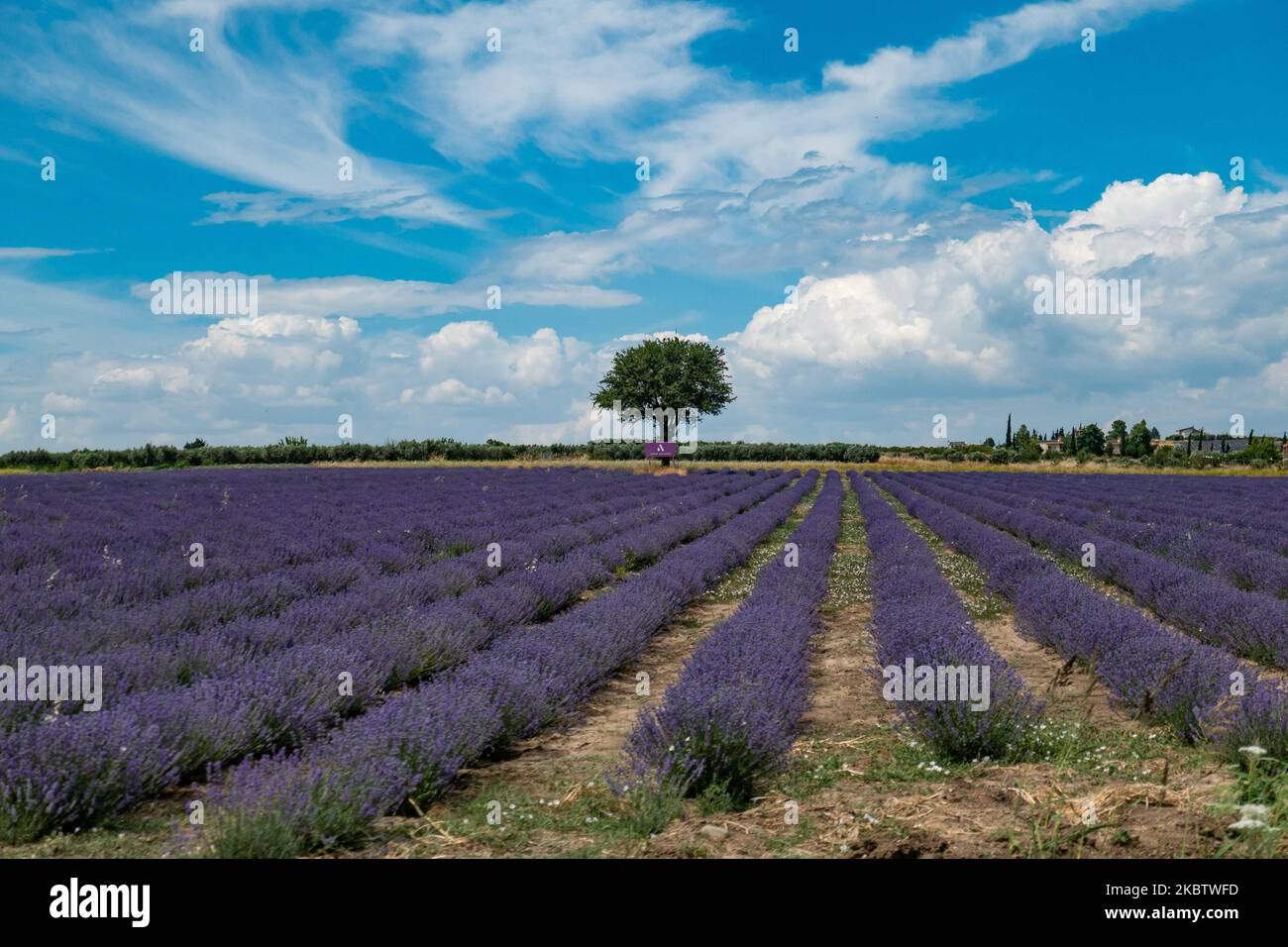Lavender deep blue field plant hi-res stock photography and images - Alamy