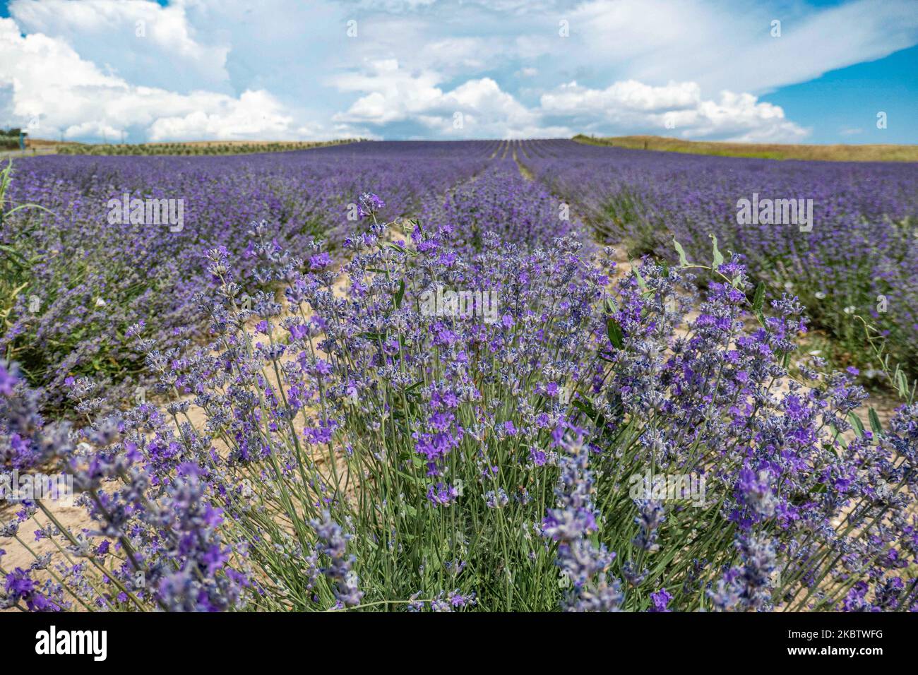 Lavender fields during the day with deep purple flowers during a summer ...