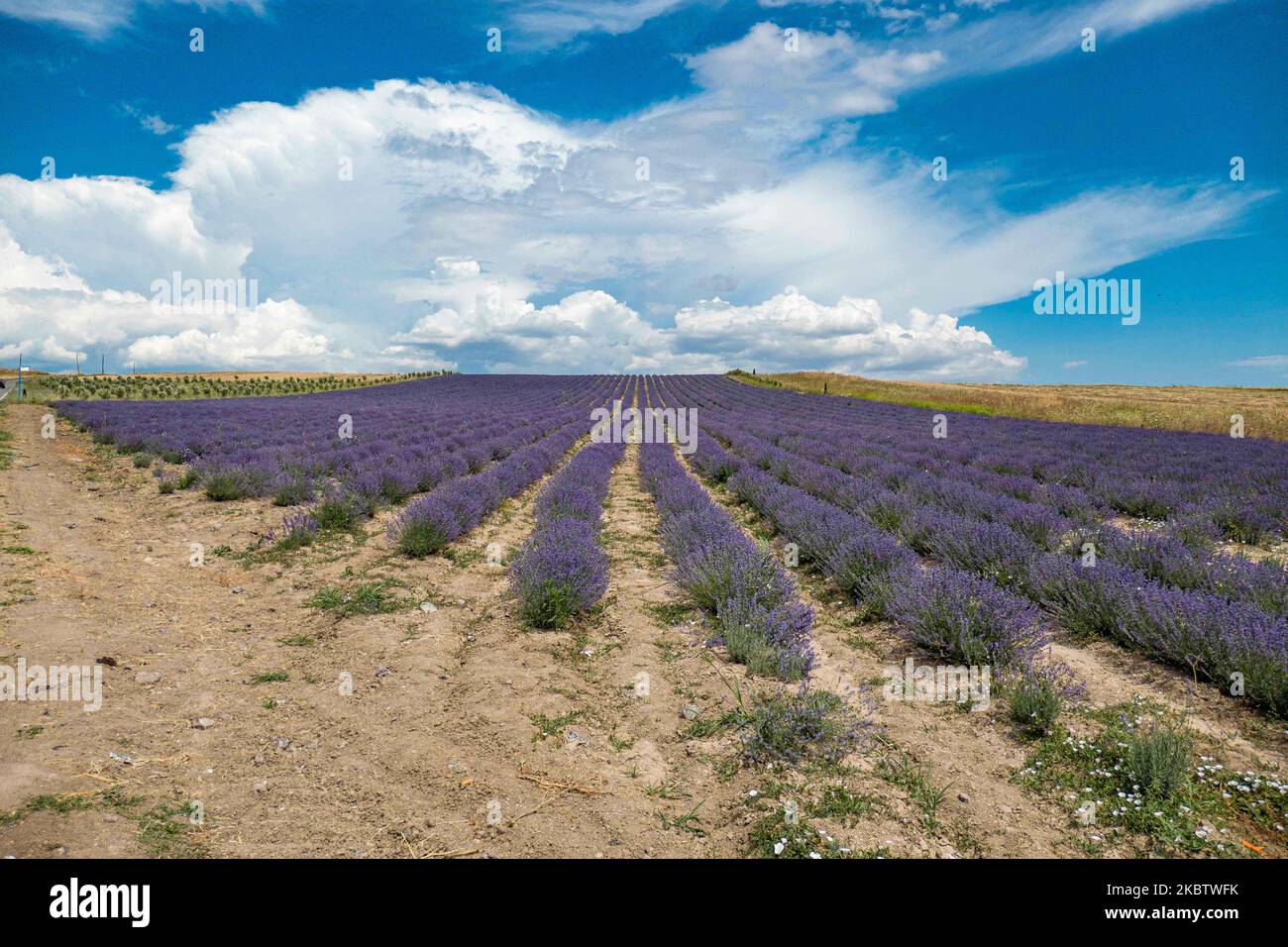 Lavender fields during the day with deep purple flowers during a summer ...