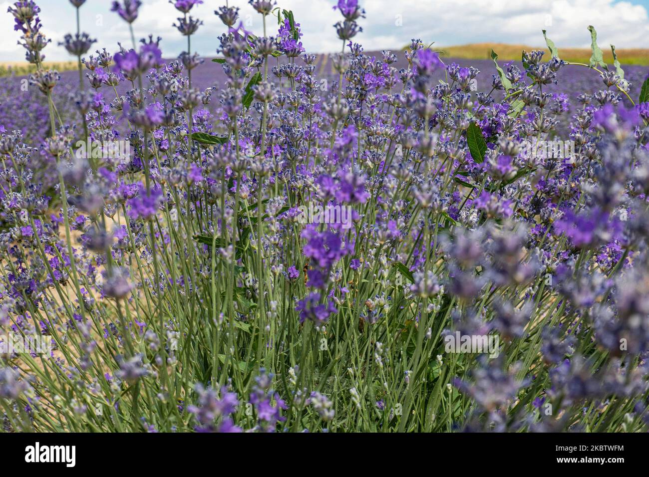 Lavender fields during the day with deep purple flowers during a summer ...