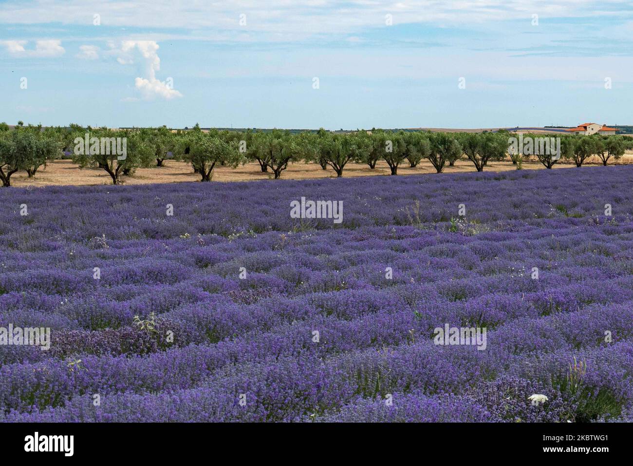 Lavender deep blue field plant hi-res stock photography and images - Alamy