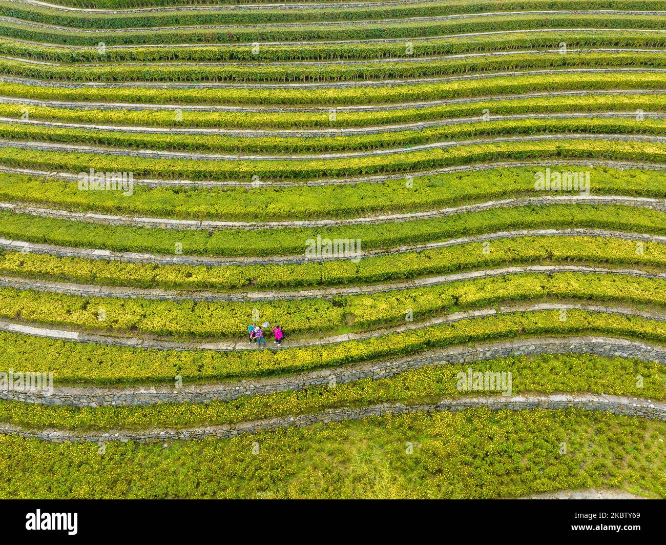 BIJIE, CHINA - NOVEMBER 4, 2022 - Aerial photo shows the rice terraces ...