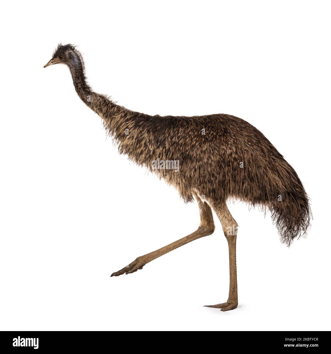 Adult emu bird aka Dromaius novaehollandiae, walking side ways ...