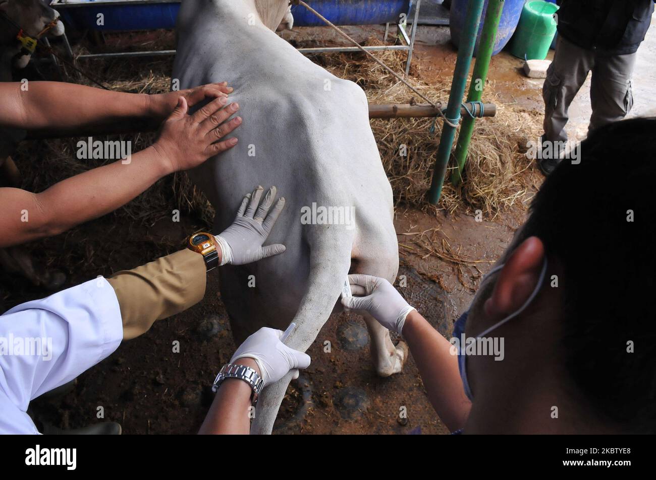A medical worker checks the health condition of a cow at a makeshift ...