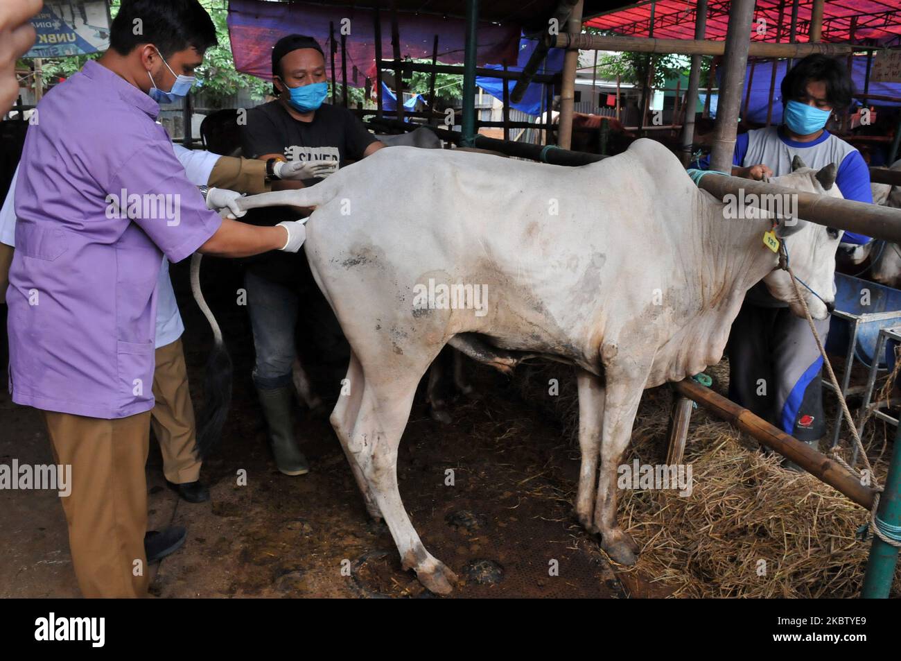 A medical worker checks the health condition of a cow at a makeshift ...