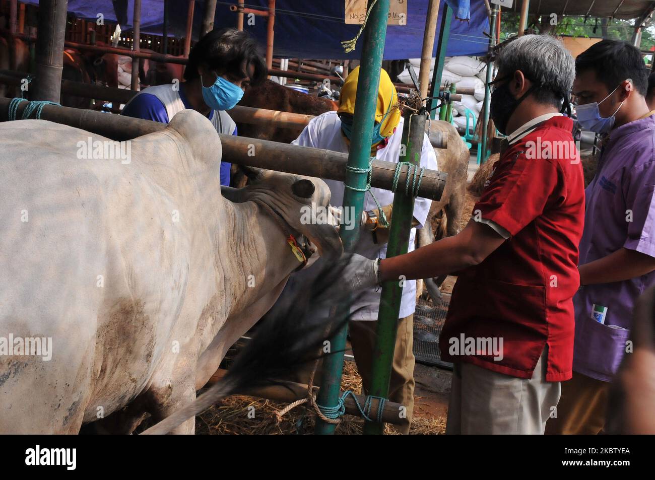 A medical worker checks the health condition of a cow at a makeshift ...