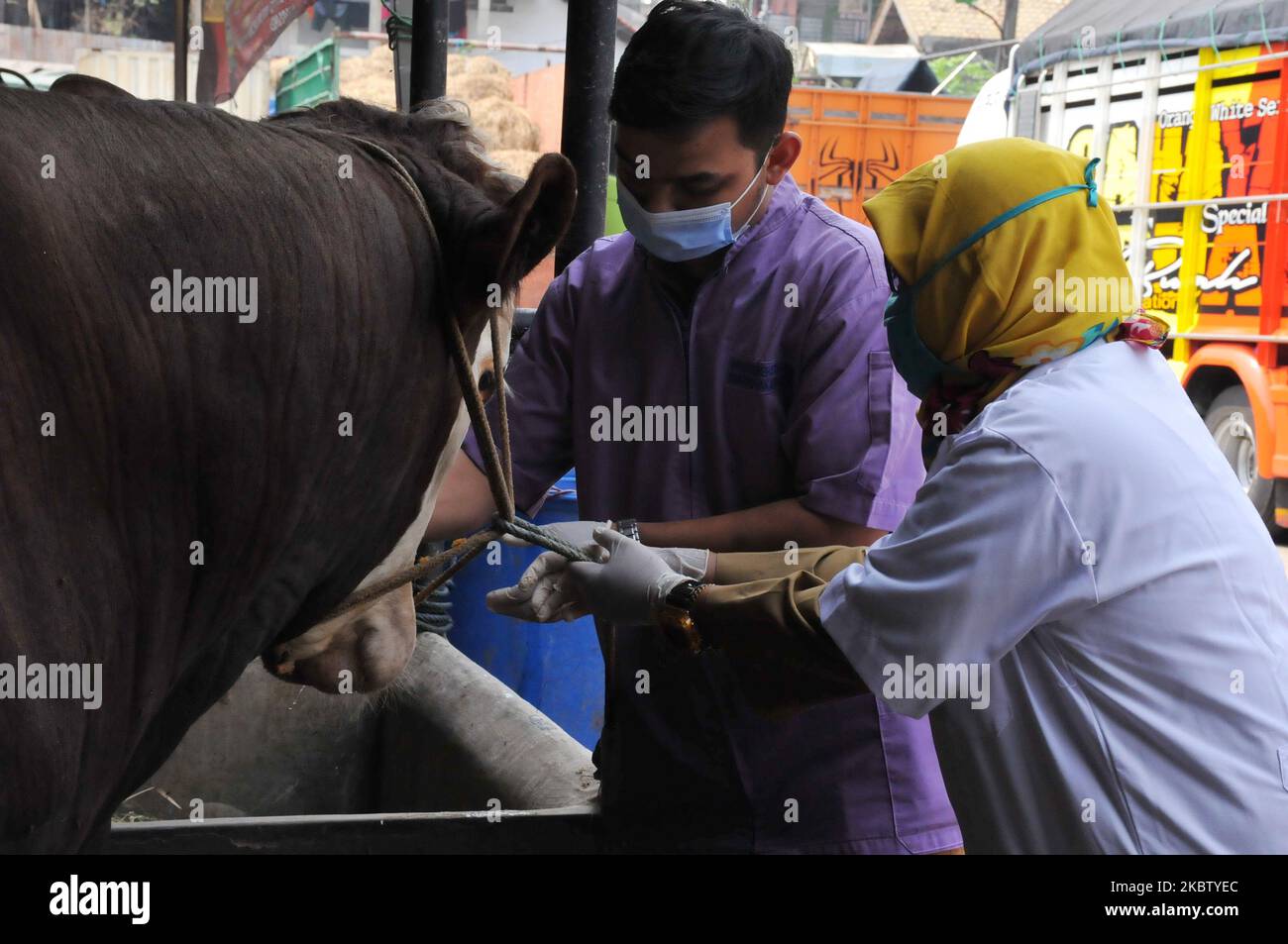 A medical worker checks the health condition of a cow at a makeshift ...