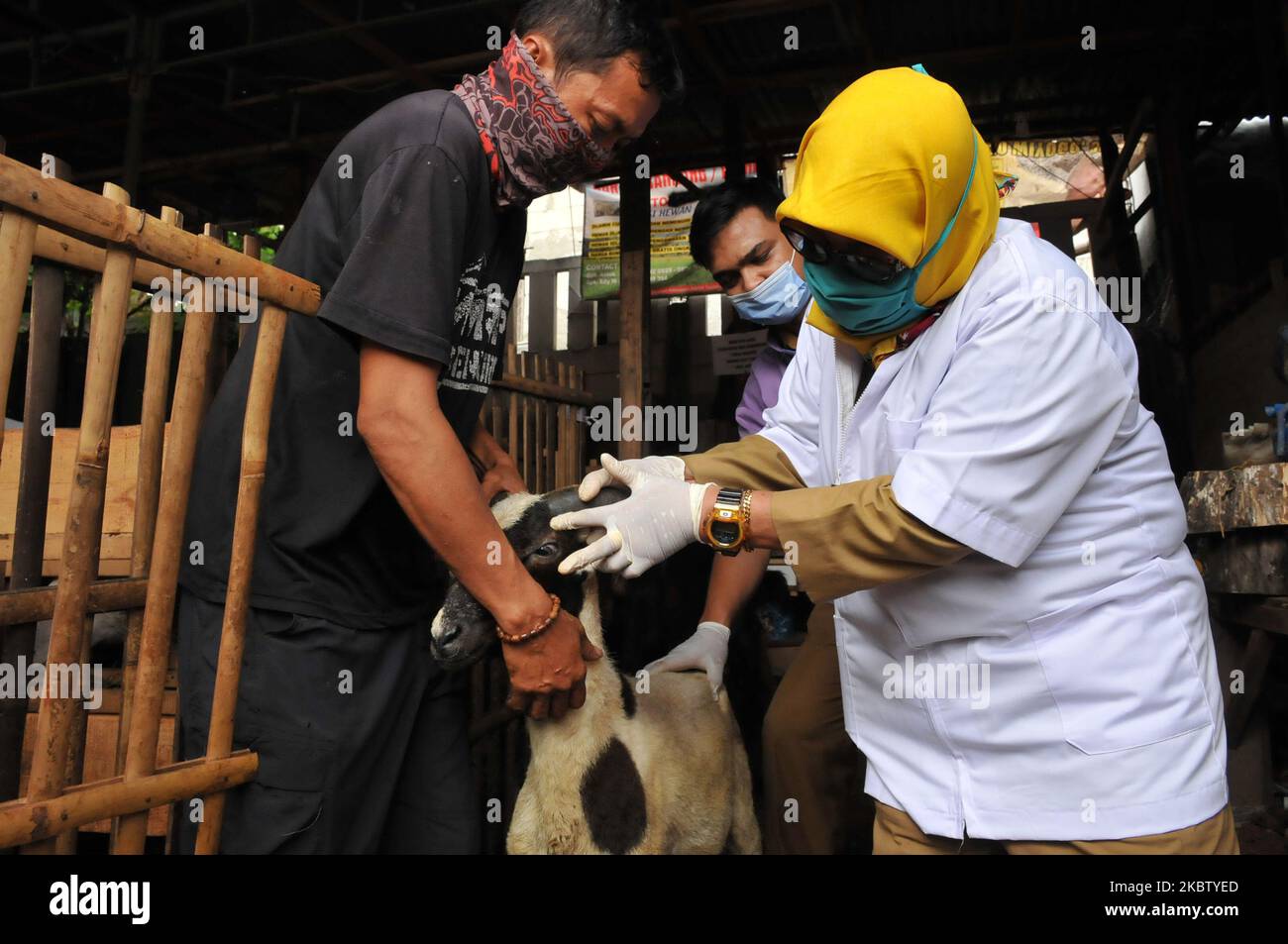 A medical worker checks the health condition of a goat at a makeshift ...