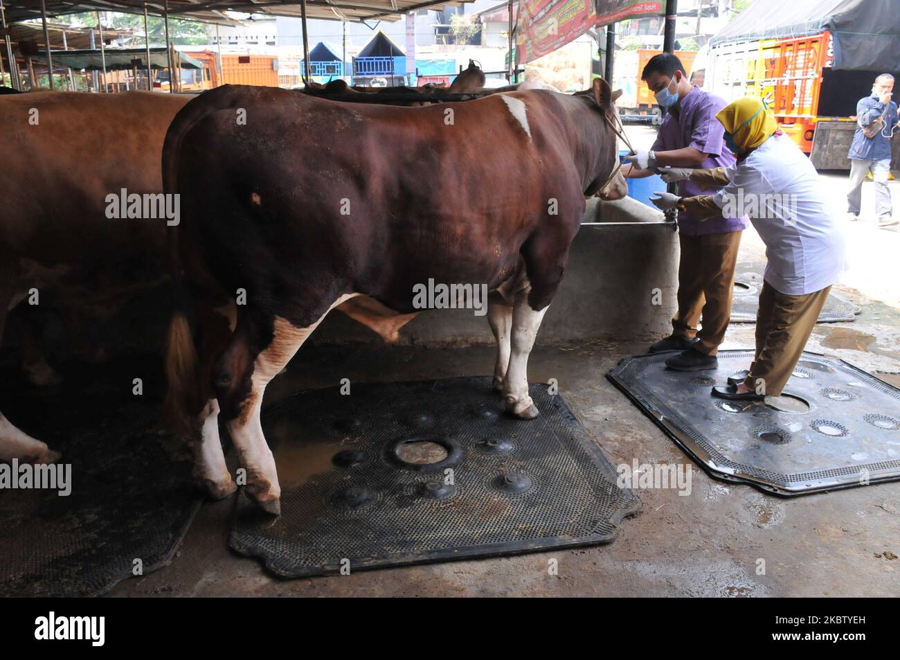 A medical worker checks the health condition of a cow at a makeshift ...