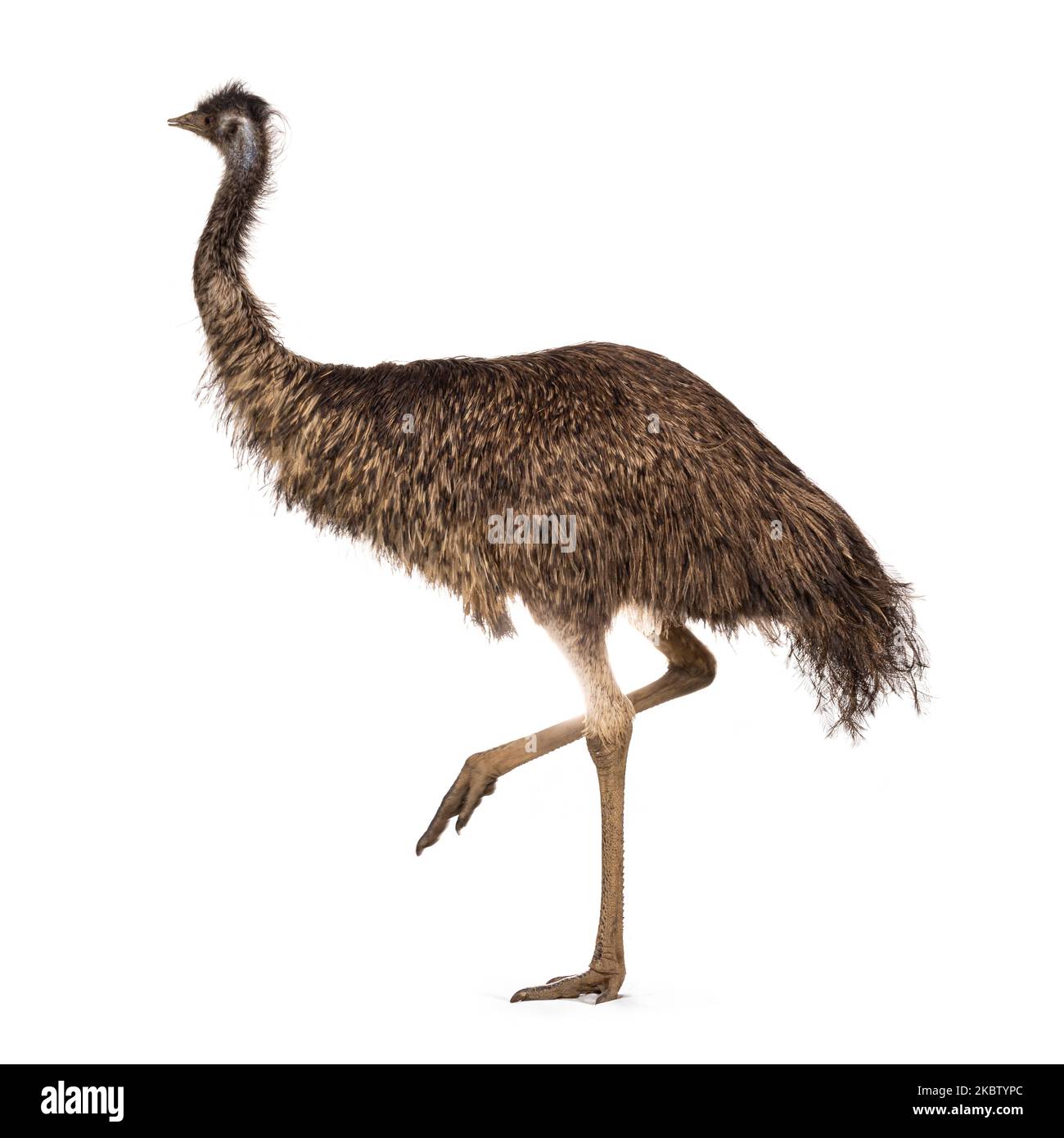 Adult emu bird aka Dromaius novaehollandiae, walking side ways ...