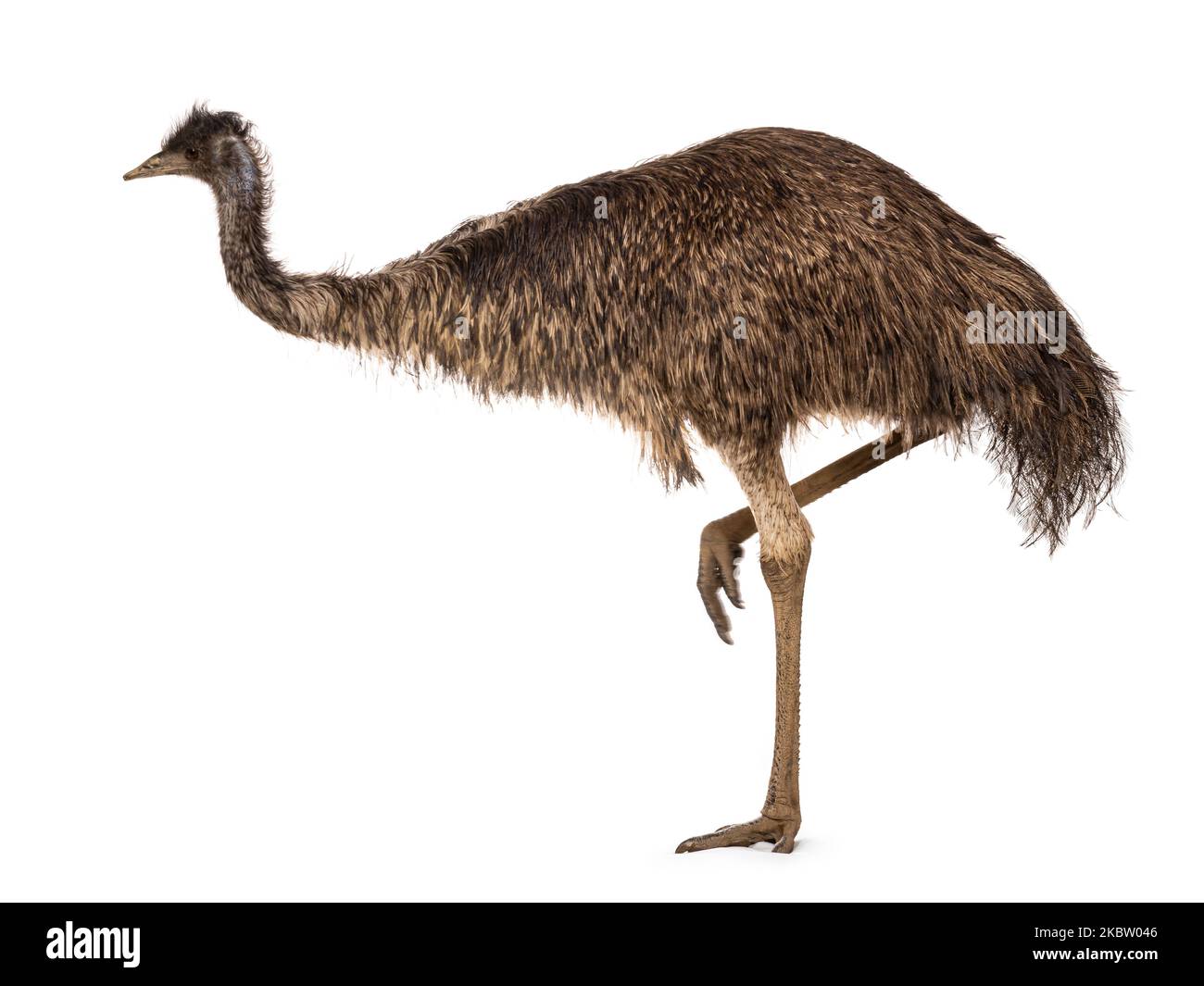 Adult emu bird aka Dromaius novaehollandiae, walking side ways ...
