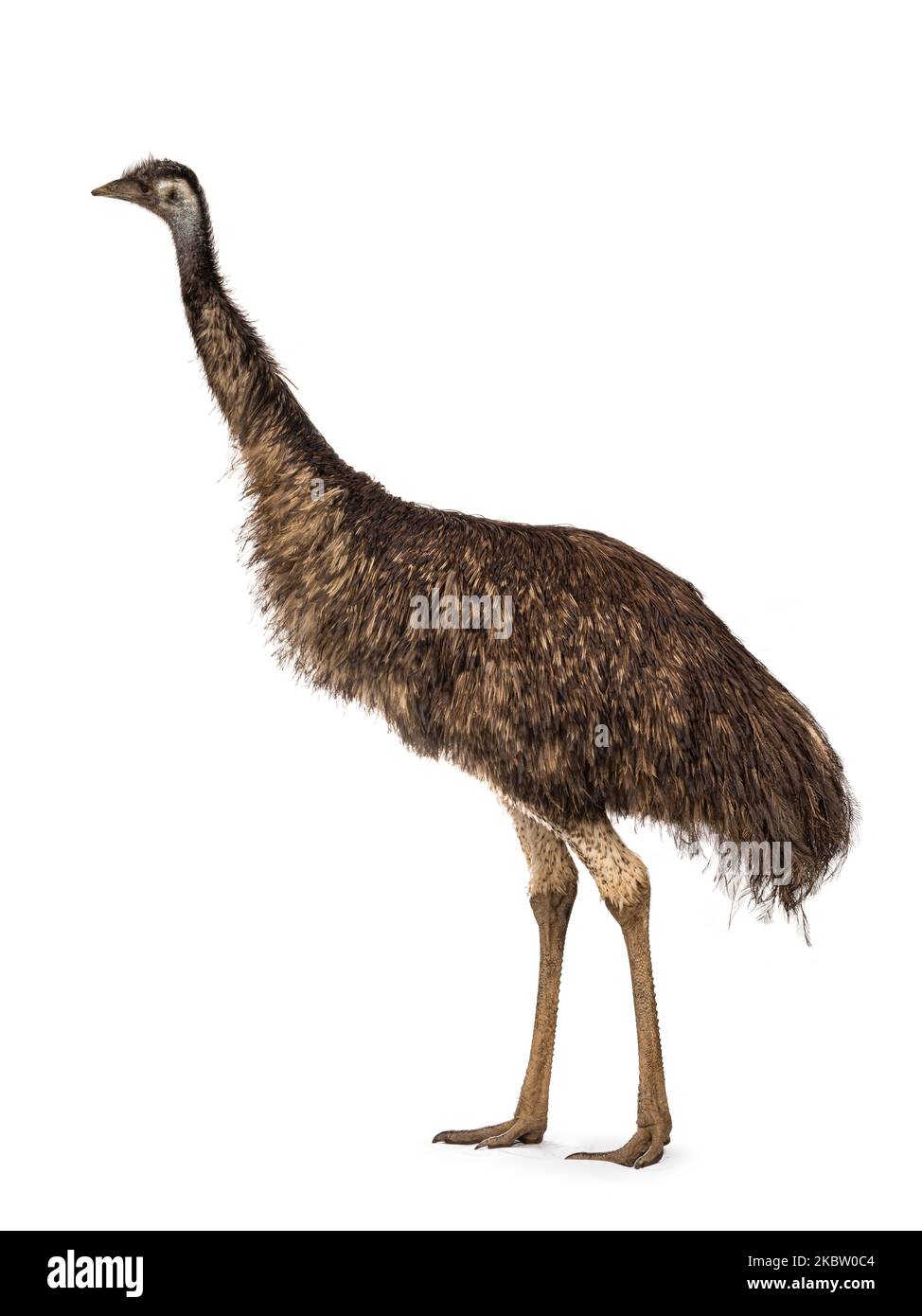 Adult emu bird aka Dromaius novaehollandiae, standing side ways ...