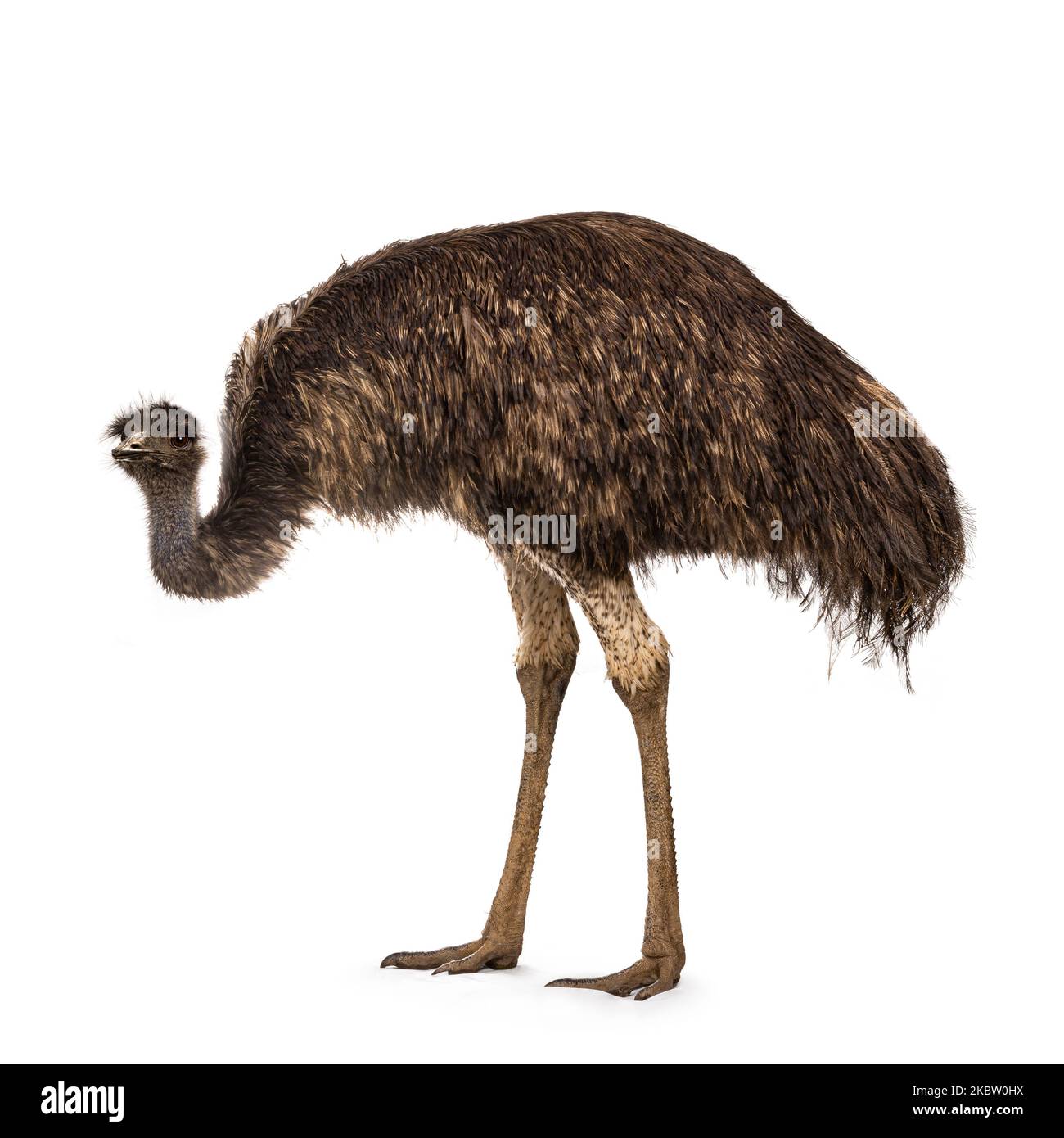 Adult emu bird aka Dromaius novaehollandiae, standing side ways. Head ...
