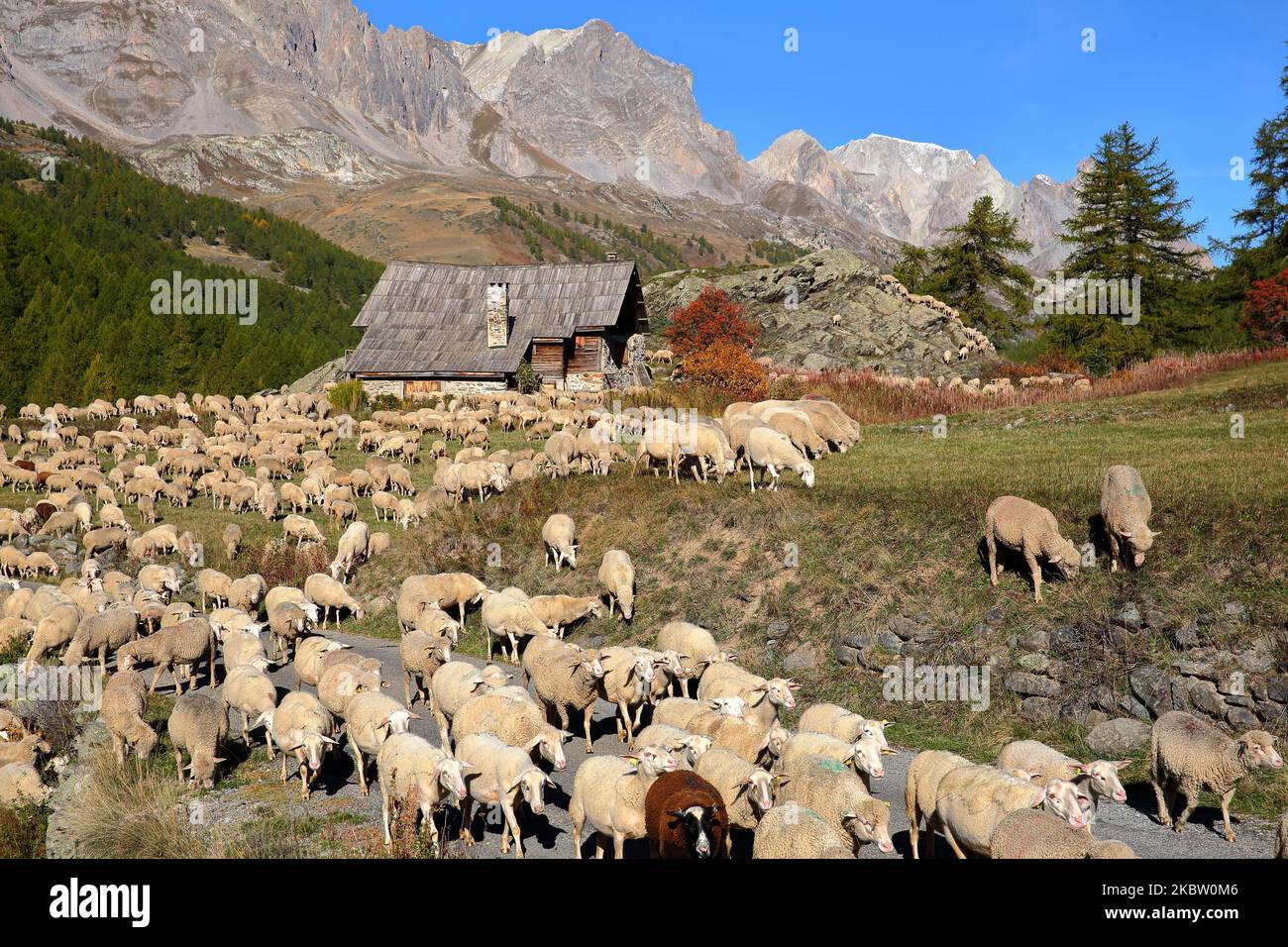 A flock of sheep in Vallee de la Claree (Claree Valley) above Nevache ...