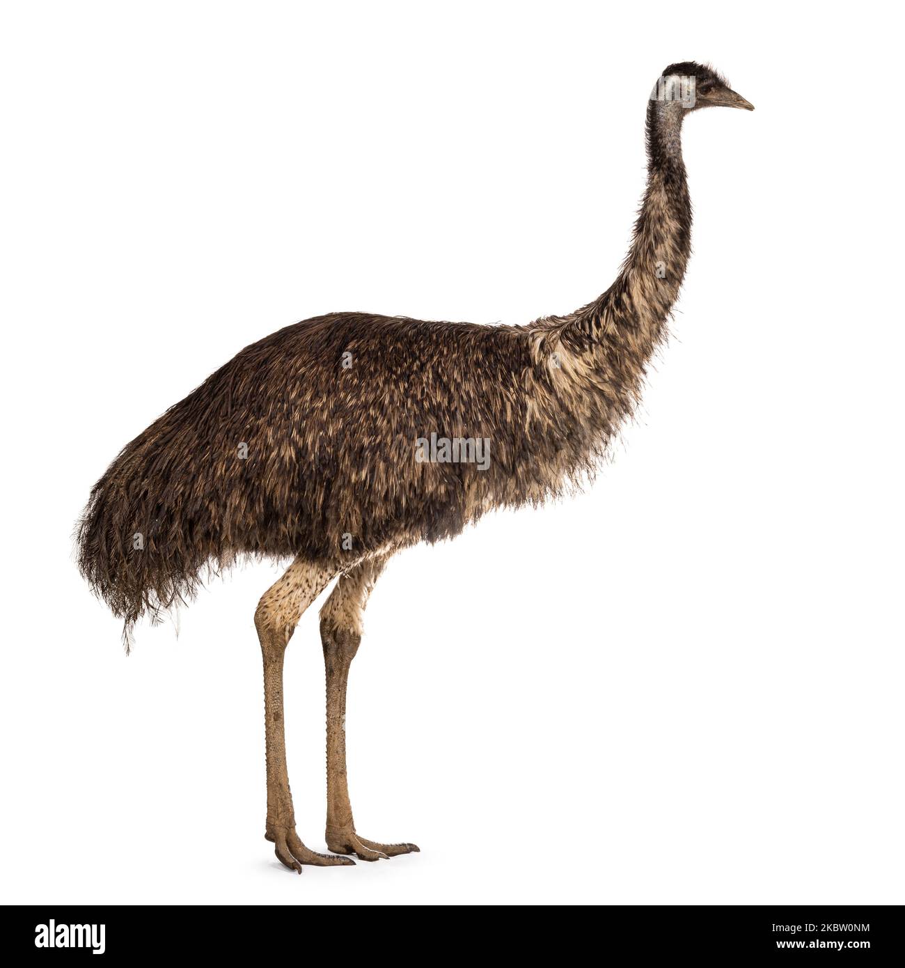 Emu Bird